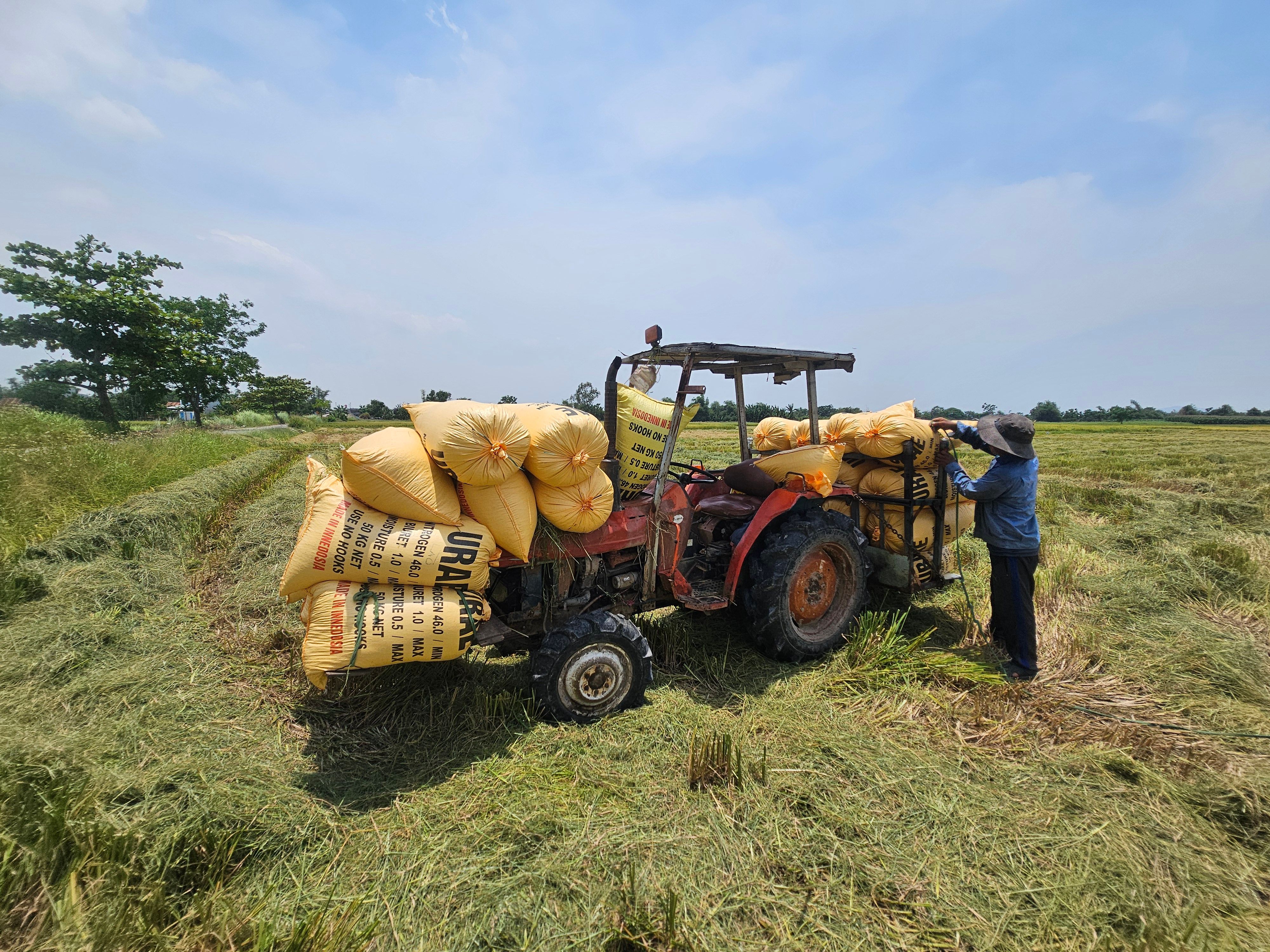 Rice harvest season in Da Nang, Vietnam fields · Free Stock Photo
