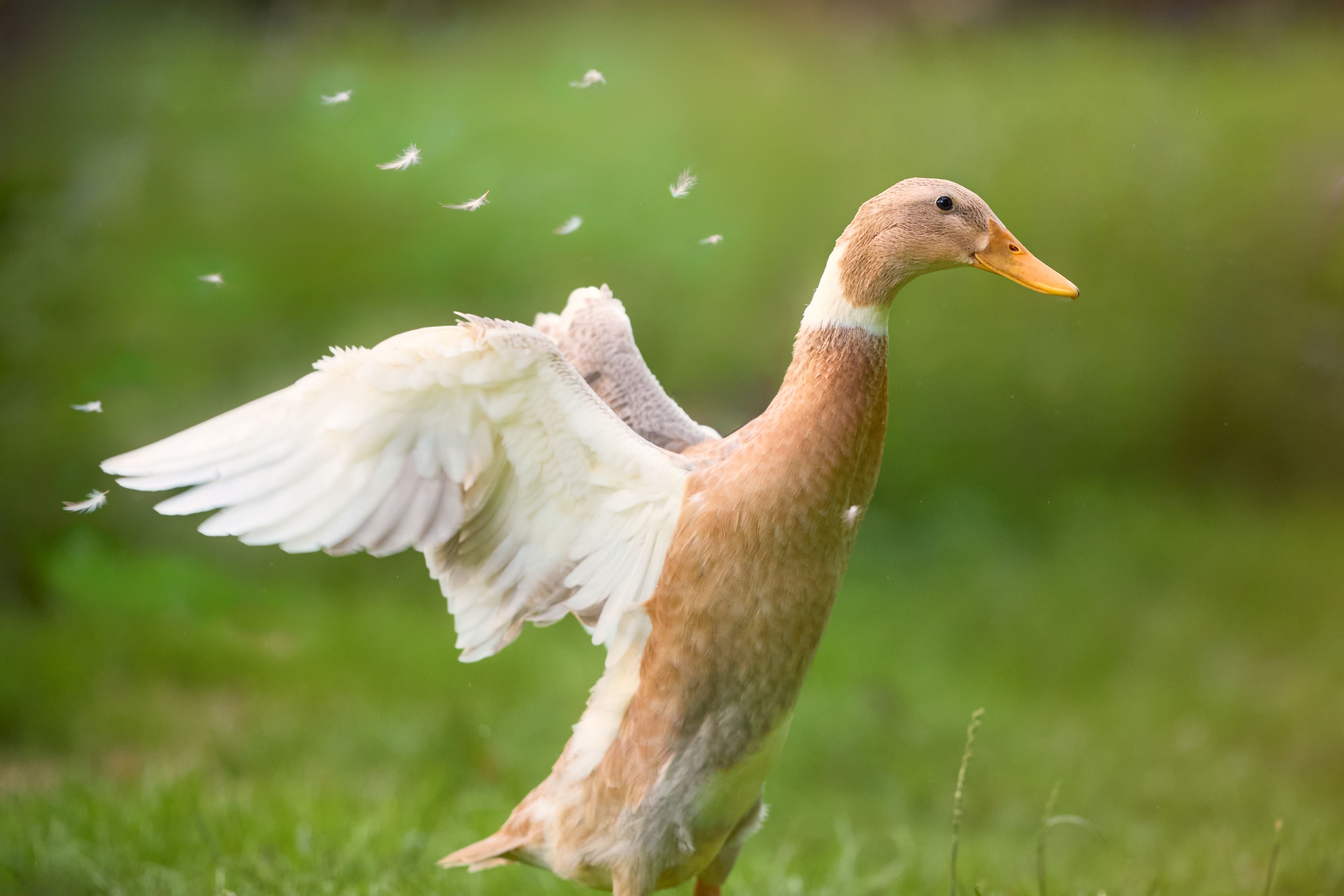 Graceful Duck Spreading Wings on Green Grass · Free Stock Photo