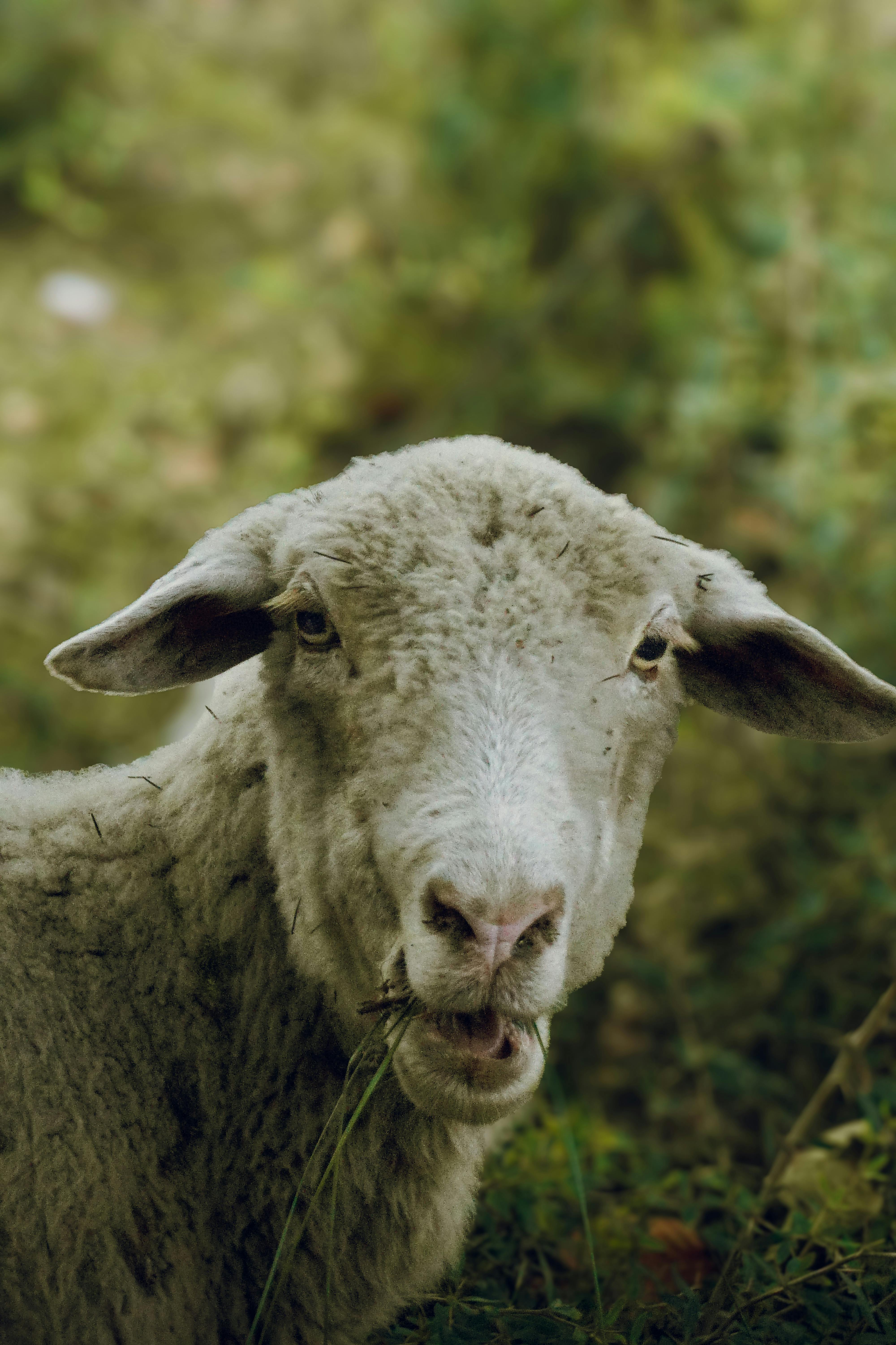 Pictures Of Sheep Photos, Download The BEST Free Pictures Of Sheep ...