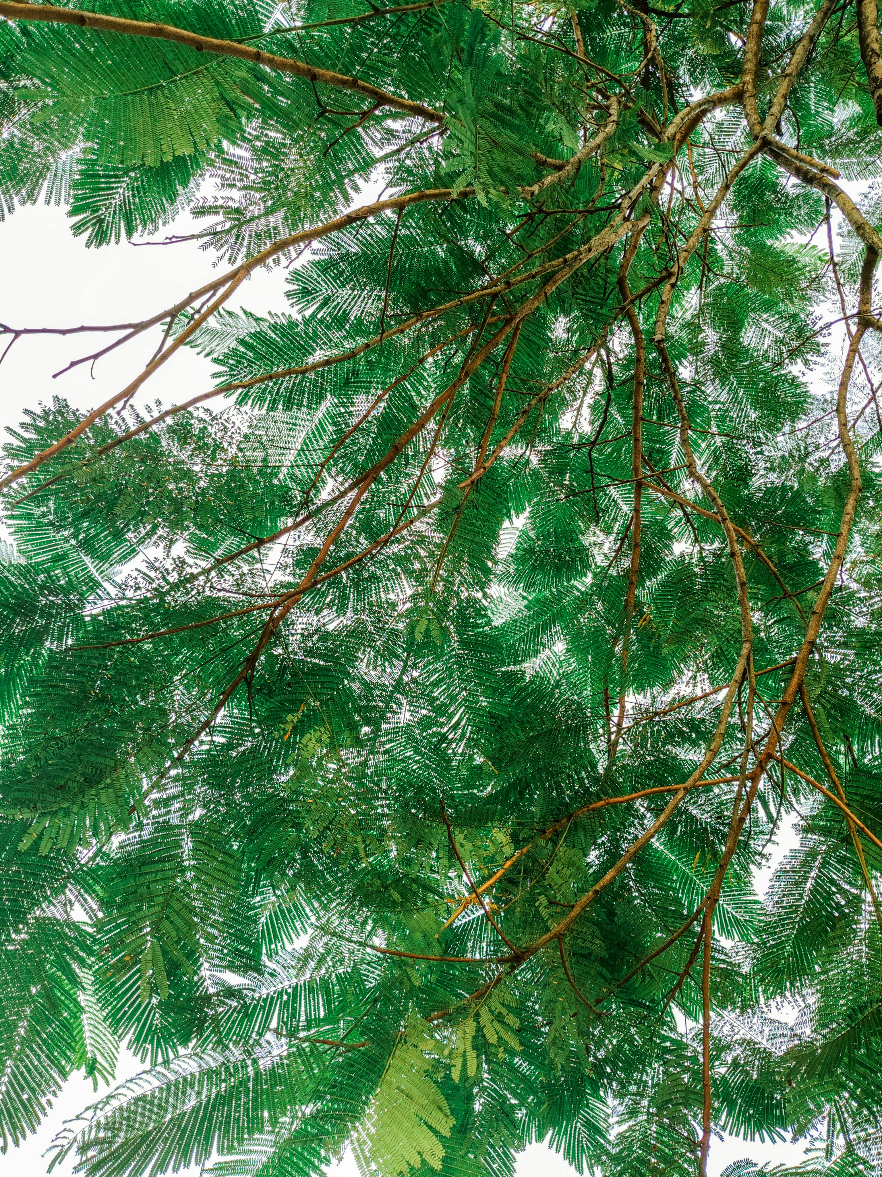 Fondos De Pantalla E Imágenes De Ramas