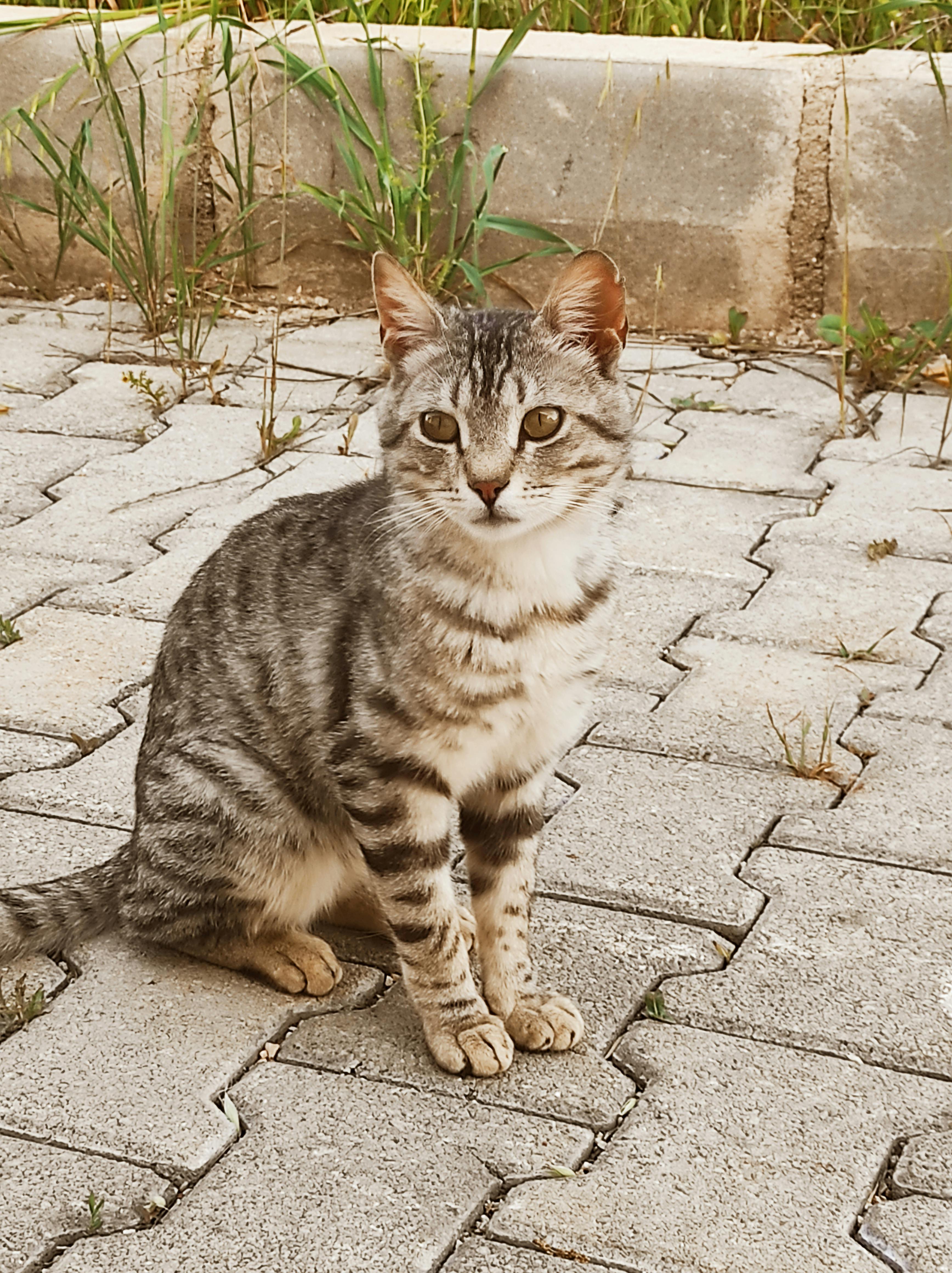 Crazy Cat Photos, Download The BEST Free Crazy Cat Stock Photos & HD Images