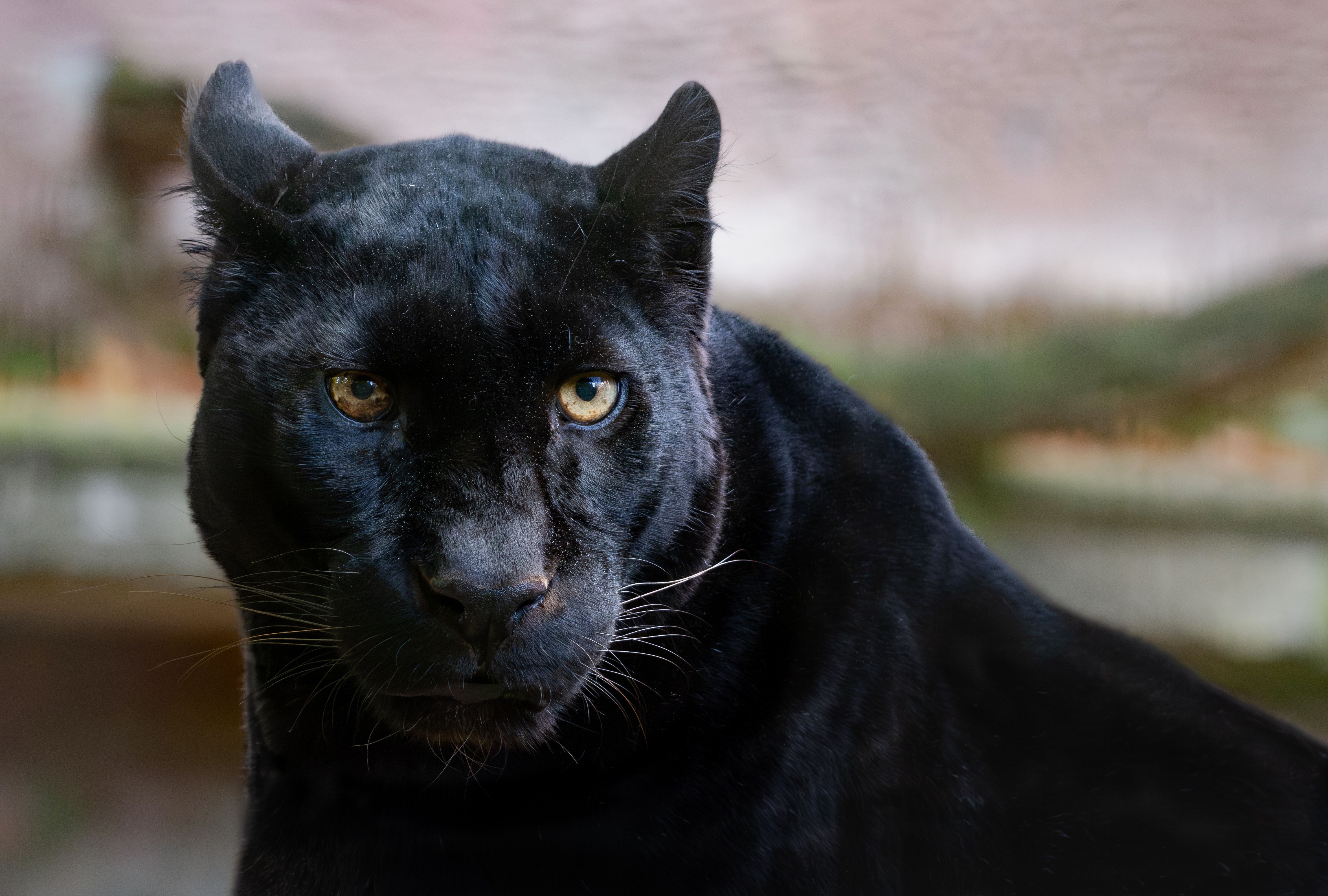 Primer Plano De Una Pantera Negra En Su Hábitat Natural · Foto de stock ...