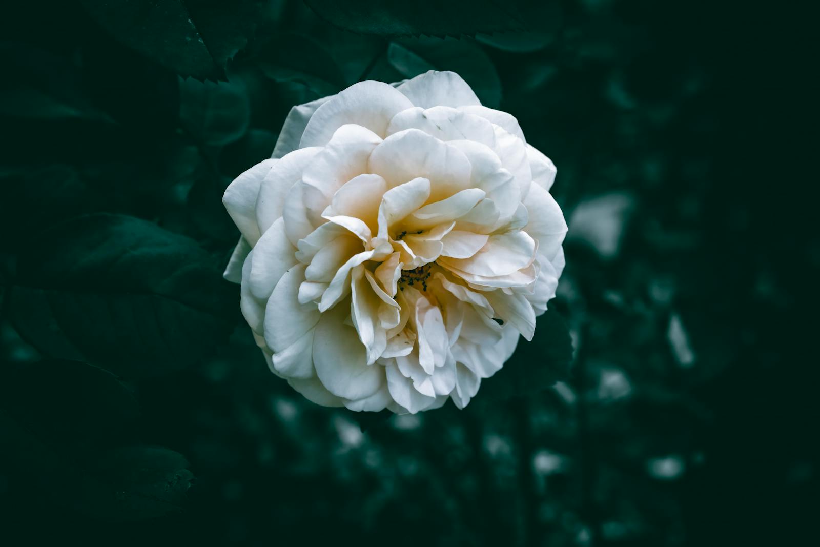 Black And White Flower Background Photos, Download The BEST Free Black ...