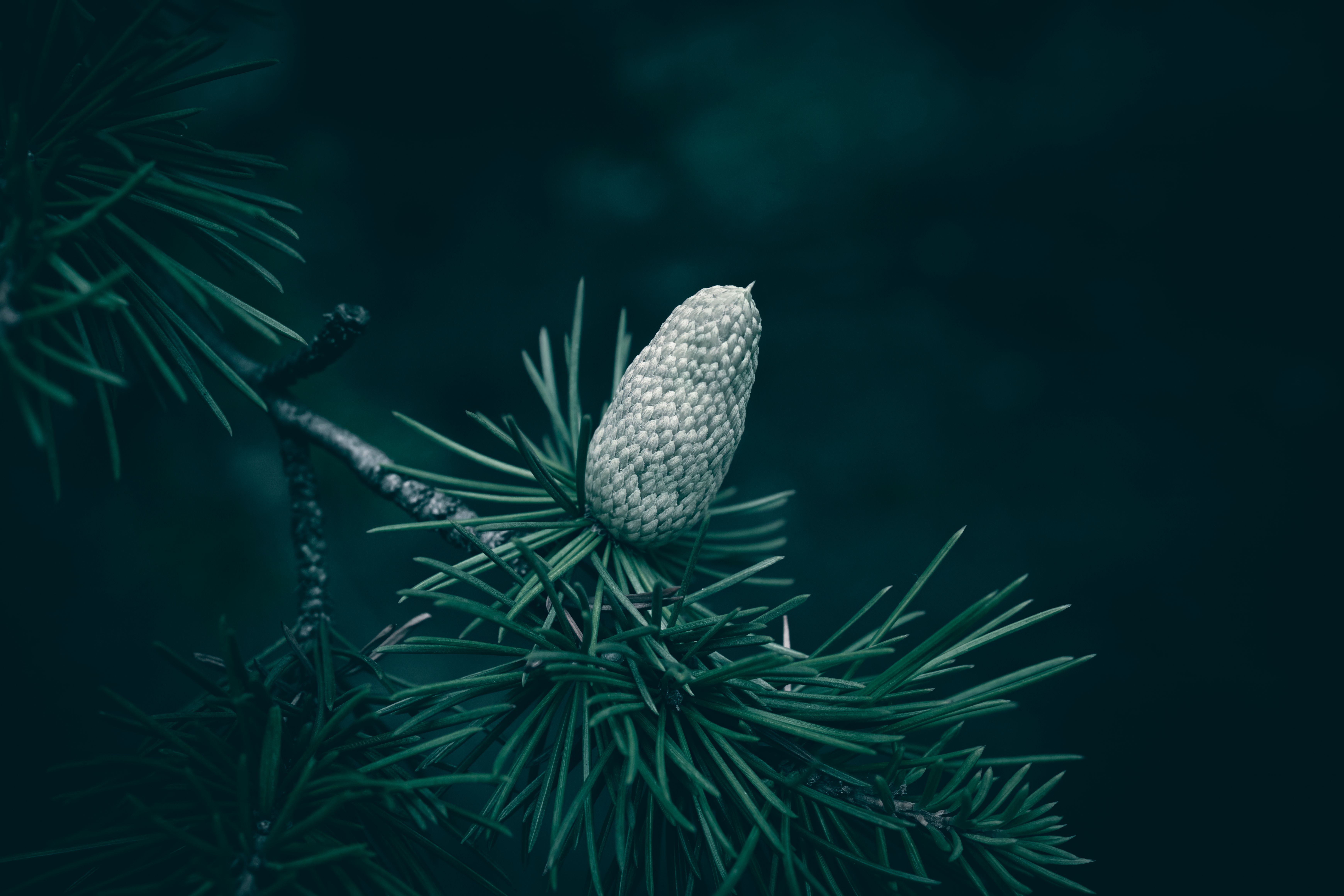 Close-Up of Young Conifer Cone on Pine Branch · Free Stock Photo
