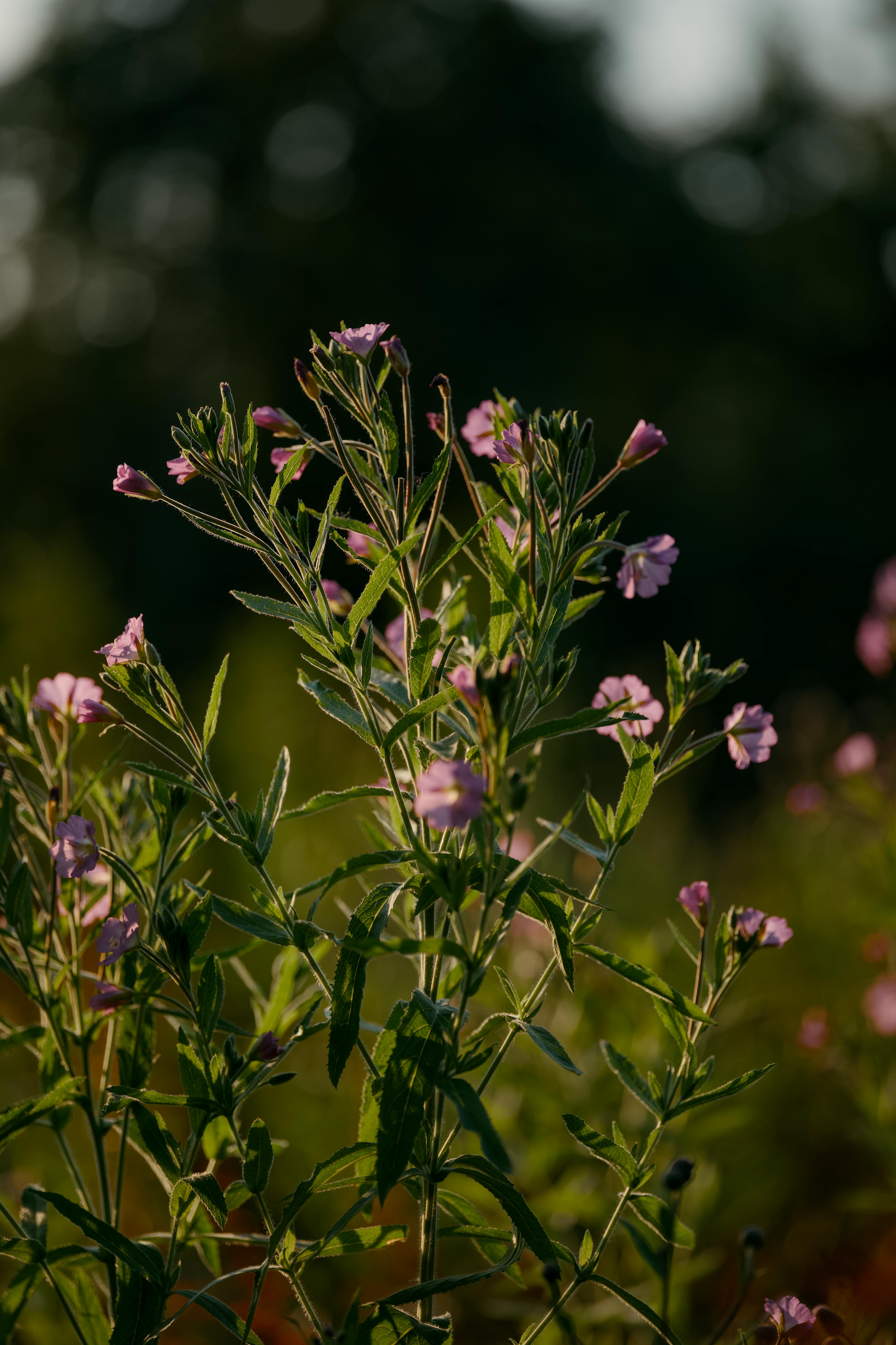 Evening Flowers Photos, Download The BEST Free Evening Flowers Stock ...