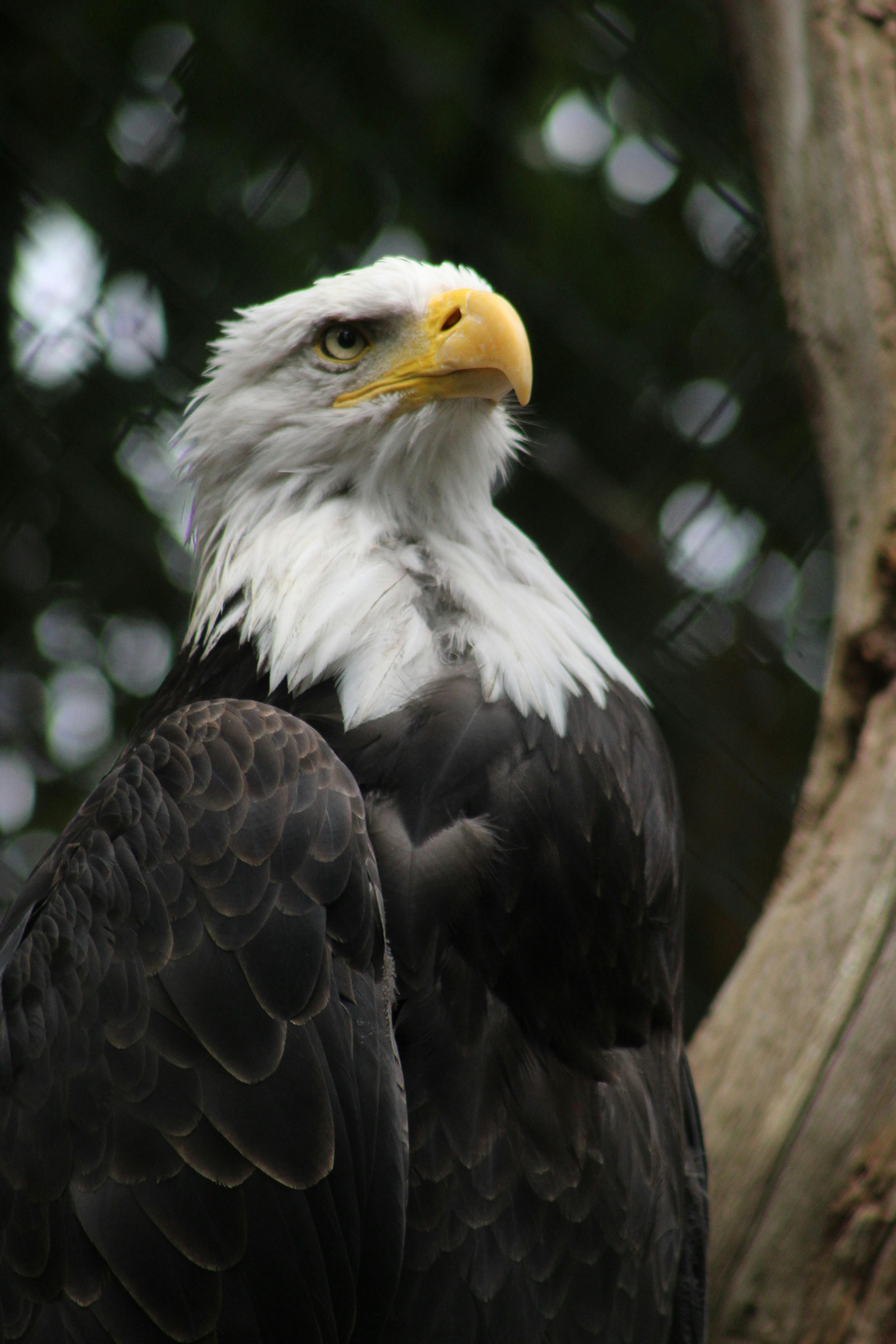 Anar+Clipart+Black+And+White Photos, Download The BEST Free Anar ...