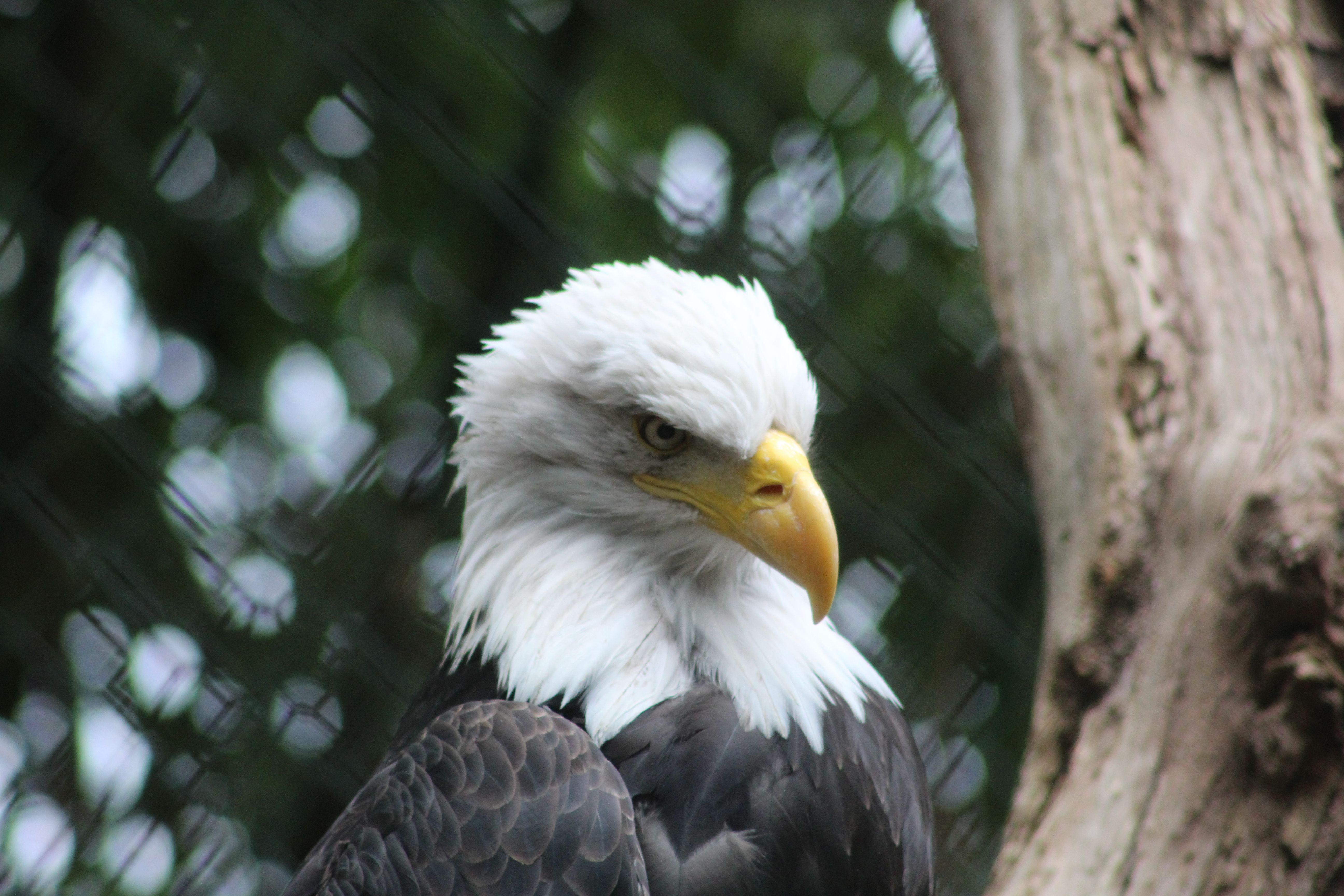 Animals Background Photos, Download The BEST Free Animals Background ...