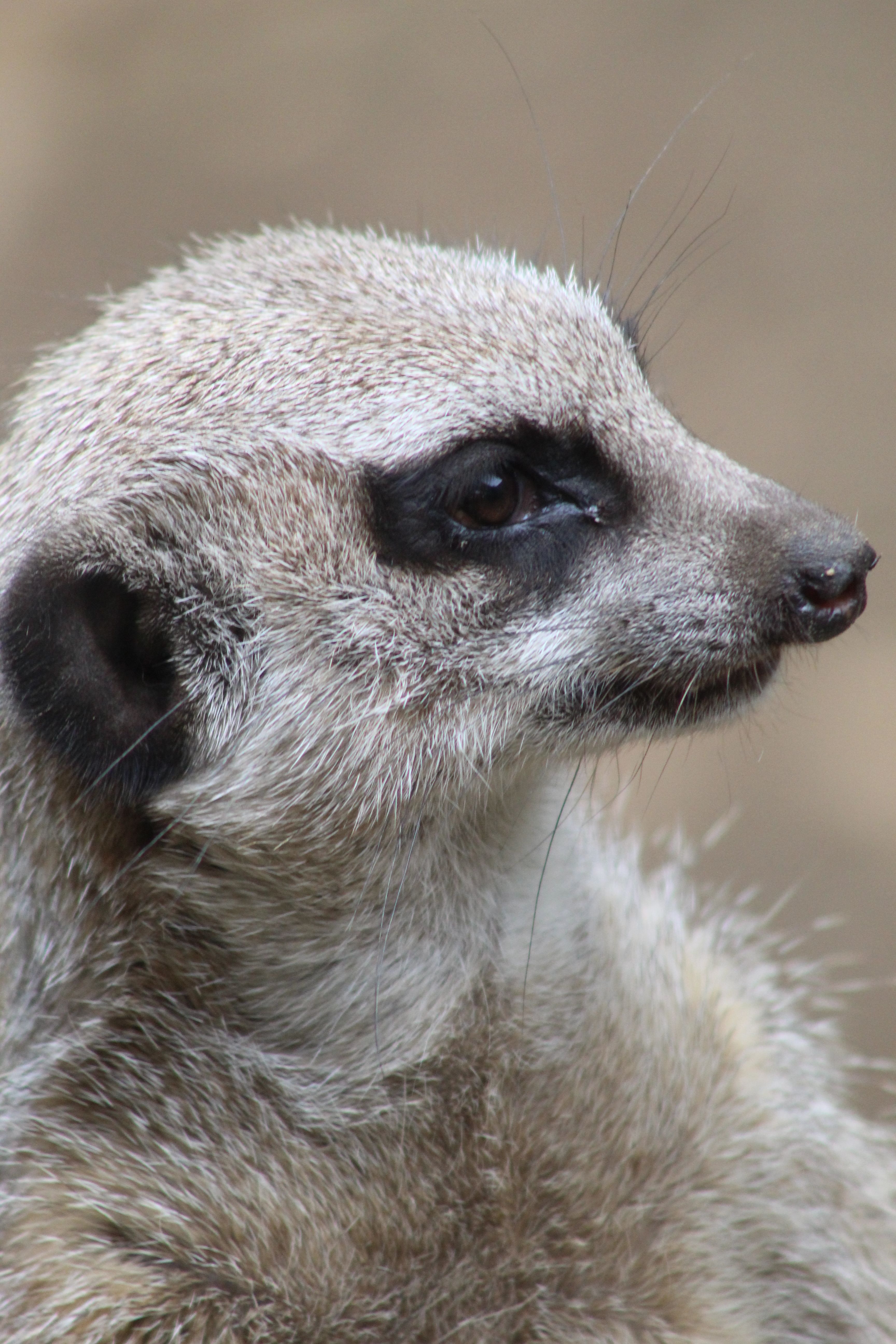 Desert Animals Photos, Download The BEST Free Desert Animals Stock ...