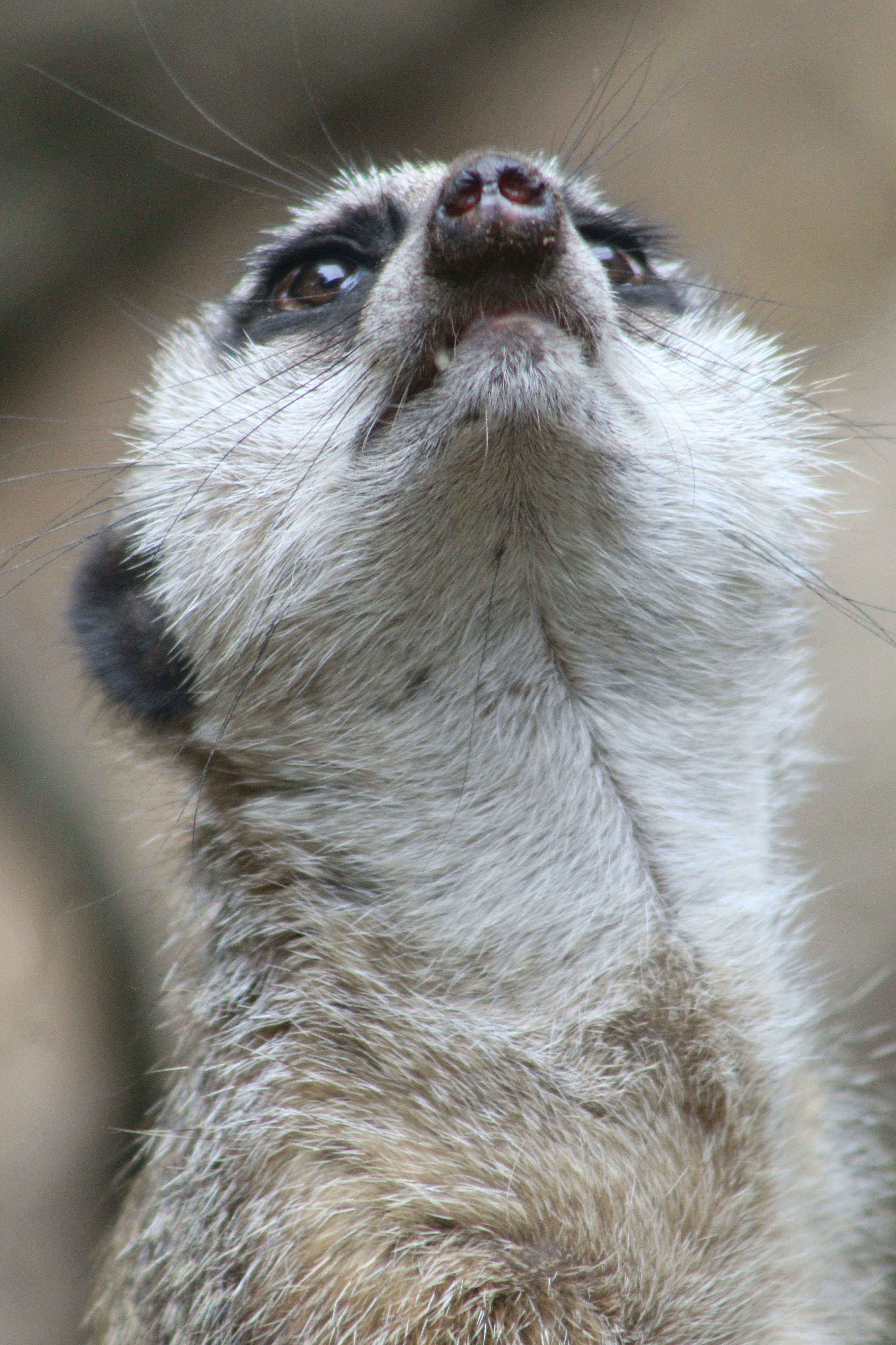 Zoo Animals Images Photos, Download The BEST Free Zoo Animals Images ...