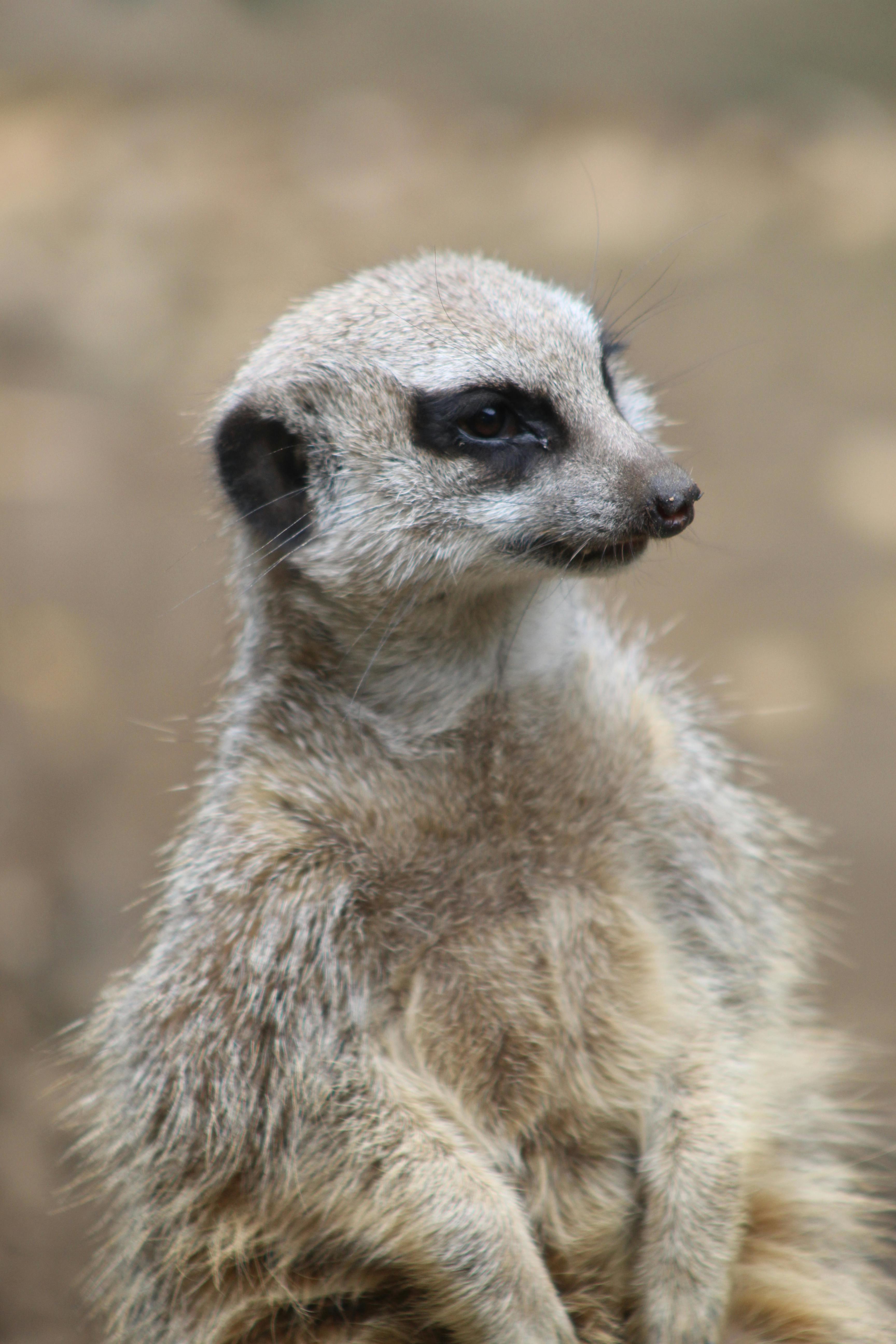 Zoo Animals Images Photos, Download The BEST Free Zoo Animals Images ...