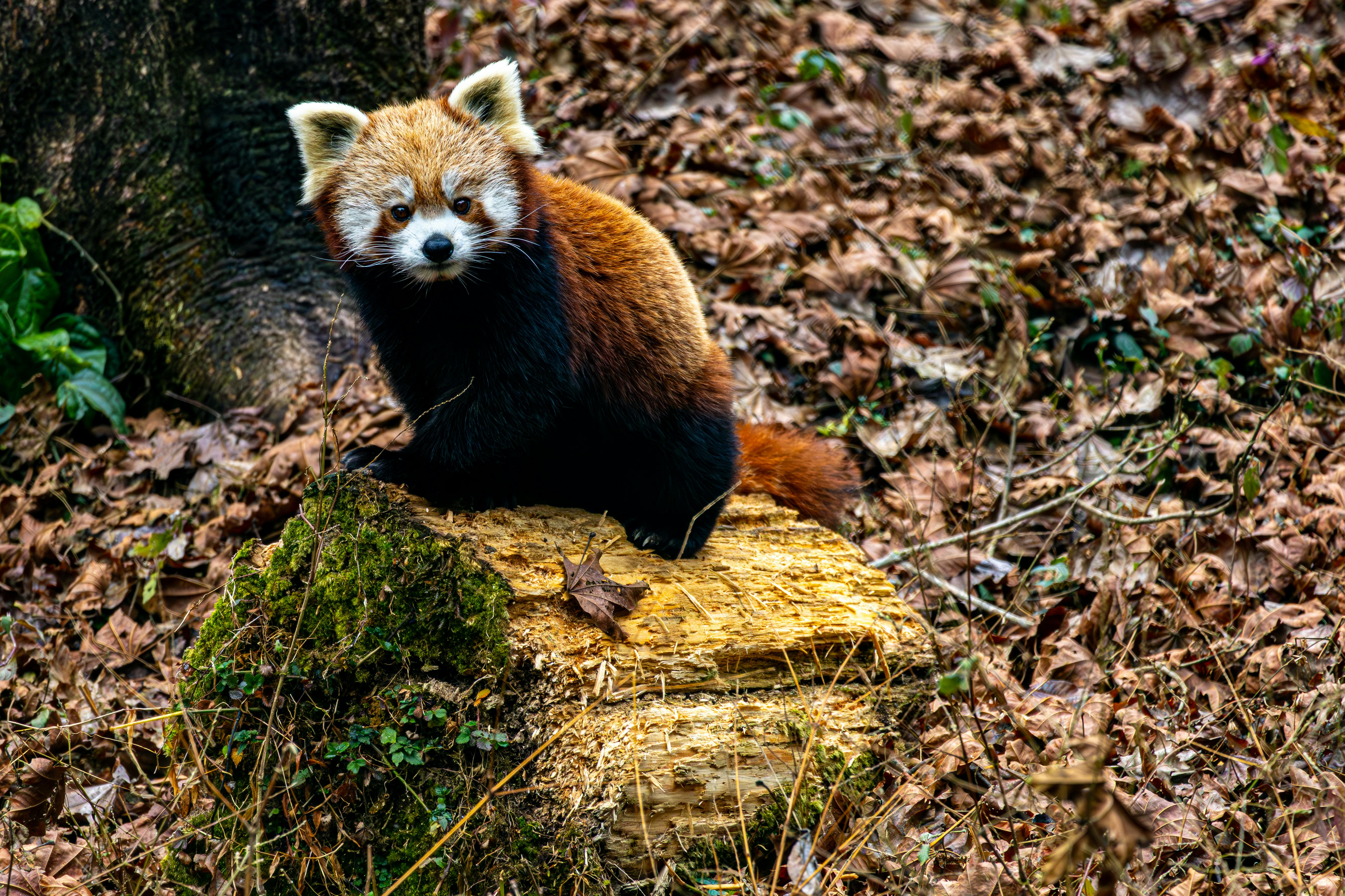 Vladimir Putin Photo Photos, Download The BEST Free Vladimir Putin ...