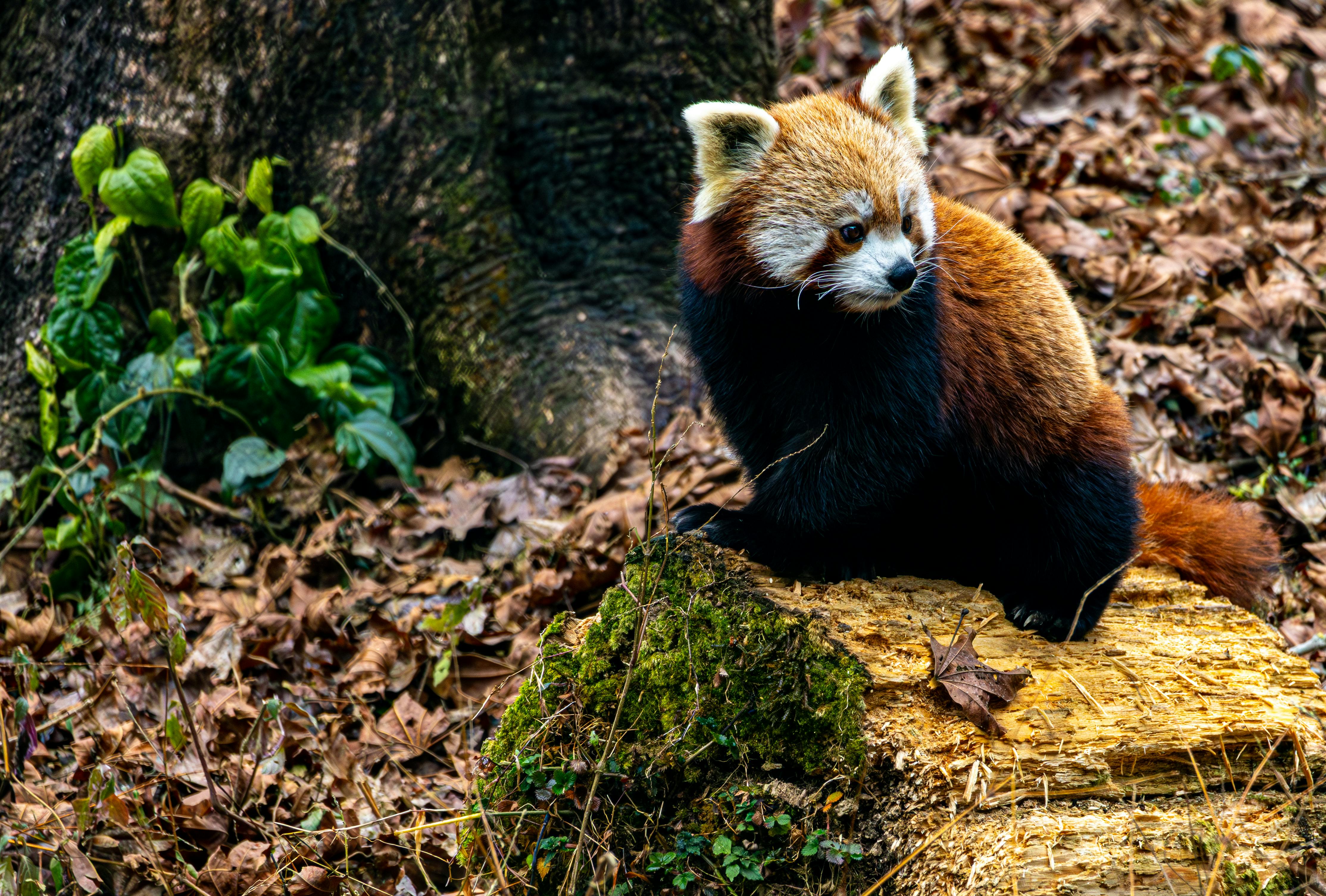 Red Panda Sitting on a Log in Forest Setting · Free Stock Photo
