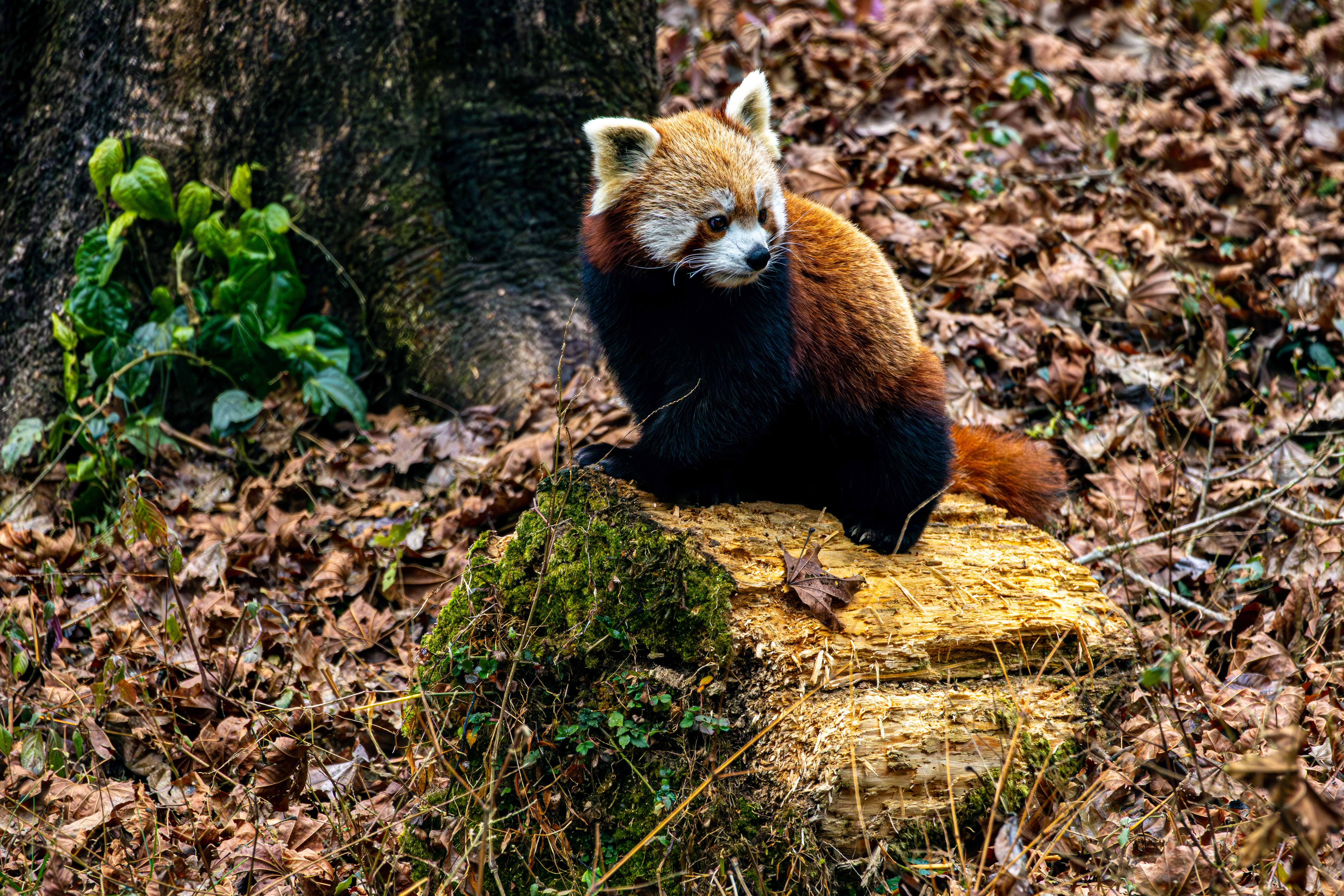 Red Panda Resting on a Tree Stump in Forest · Free Stock Photo
