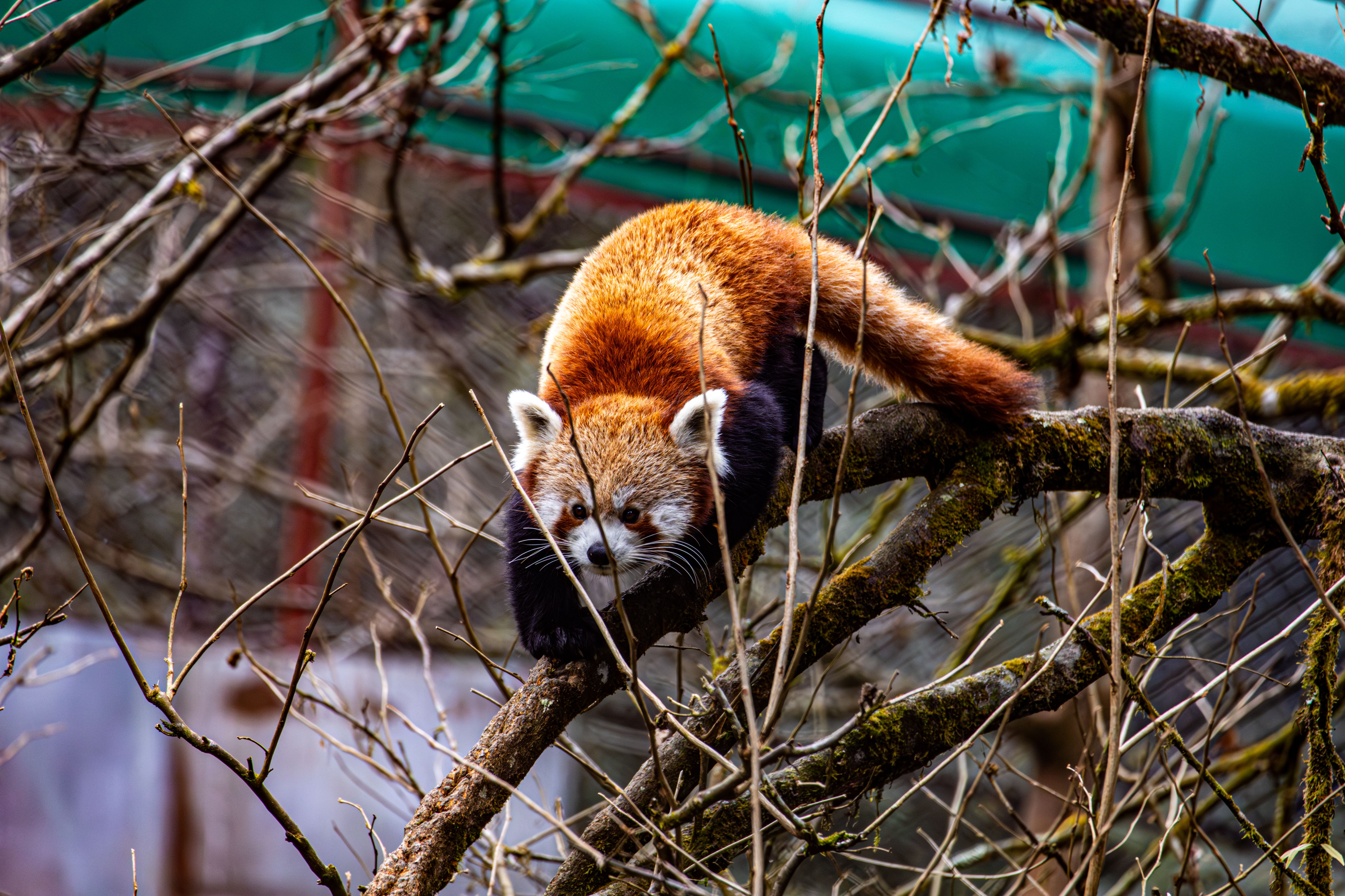 Fauna Observation Photos, Download The BEST Free Fauna Observation ...