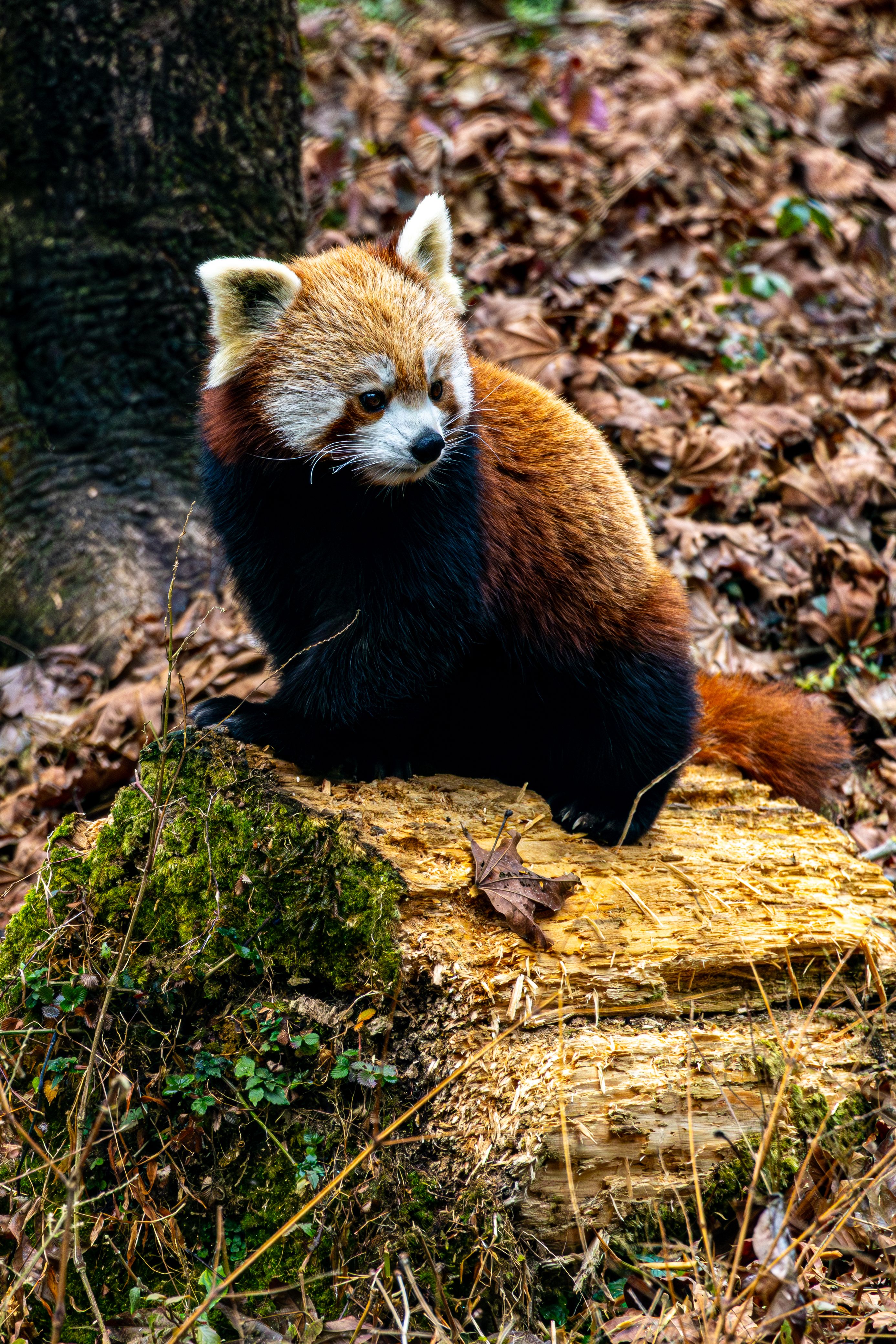 Red Panda in Forest Setting on Tree Stump · Free Stock Photo