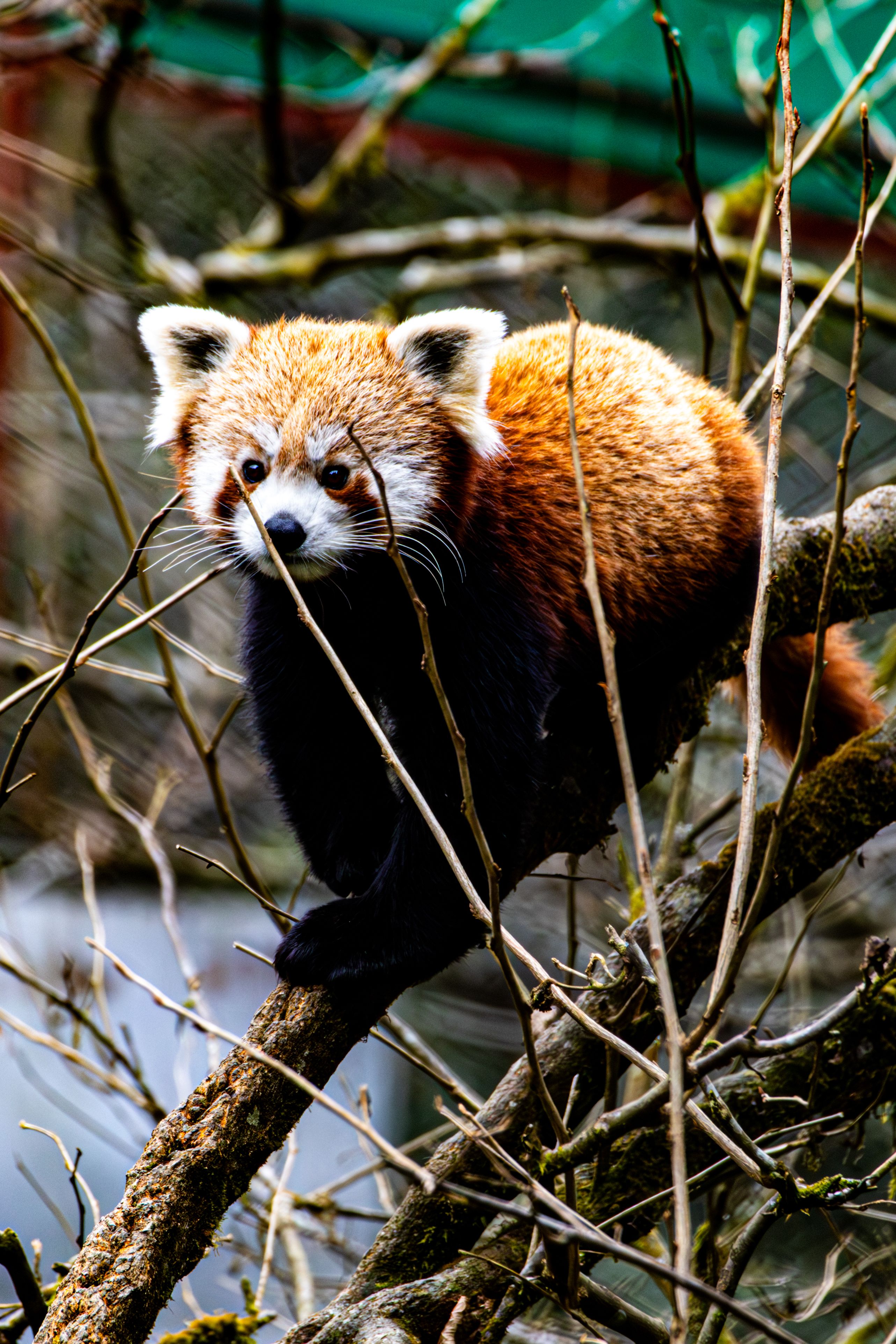 Panda Roux Grimpant à Un Arbre Dans Une Scène Hivernale · Photo gratuite