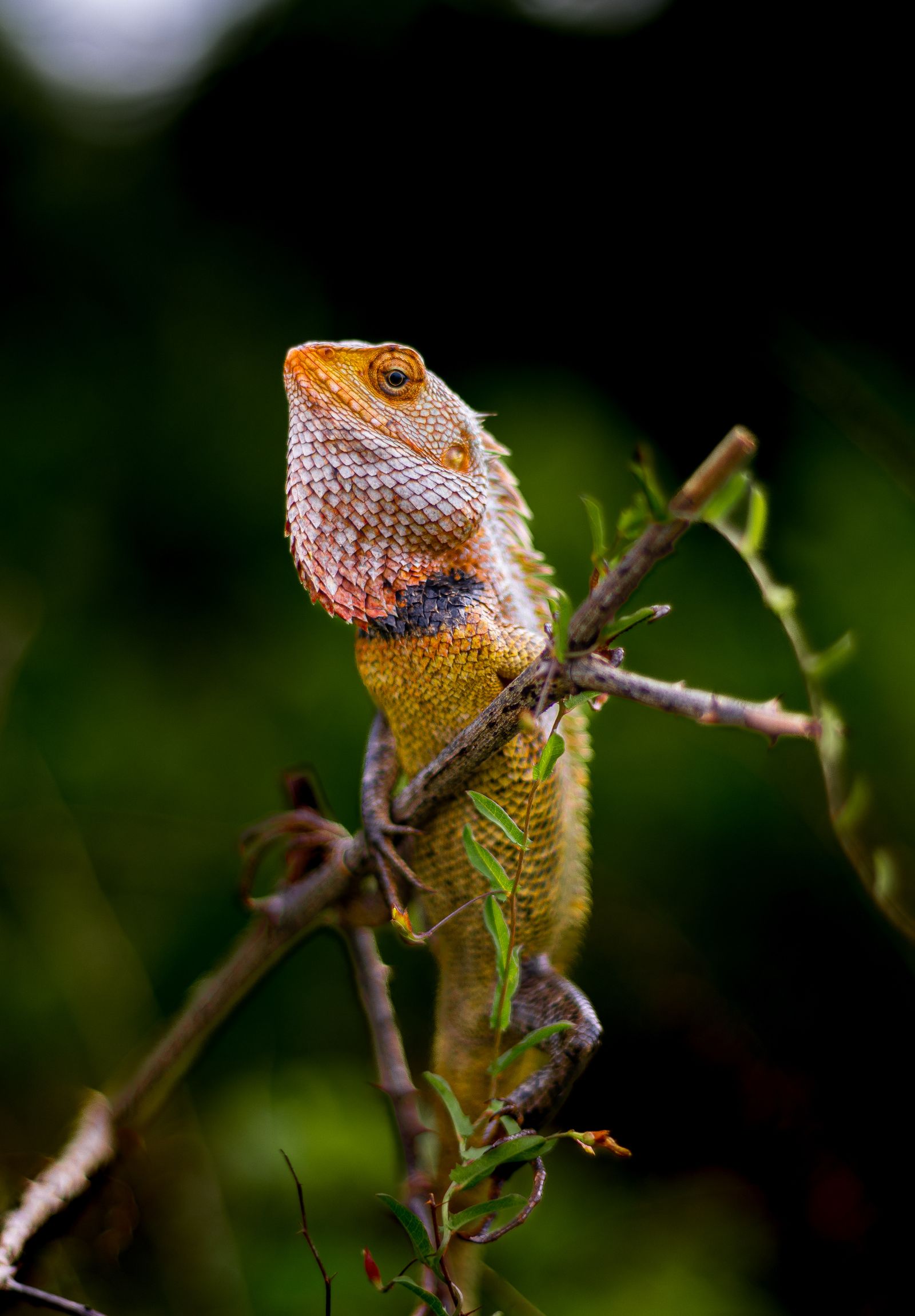 Hoppers+Lizard+Wallpaper Photos, Download The BEST Free Hoppers+Lizard ...