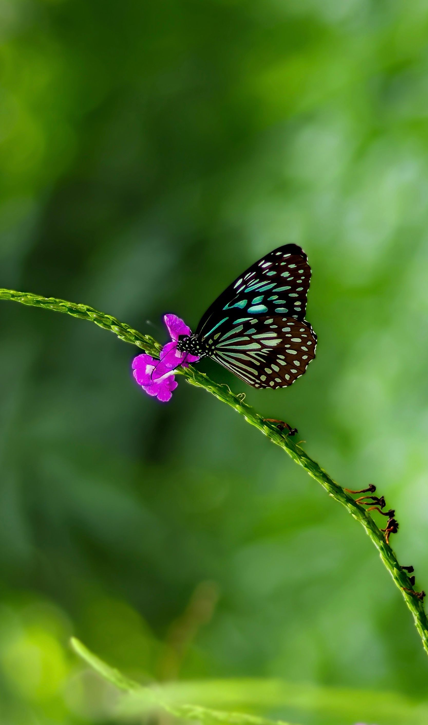 Hd Butterfly Wallpaper Photos, Download The BEST Free Hd Butterfly ...