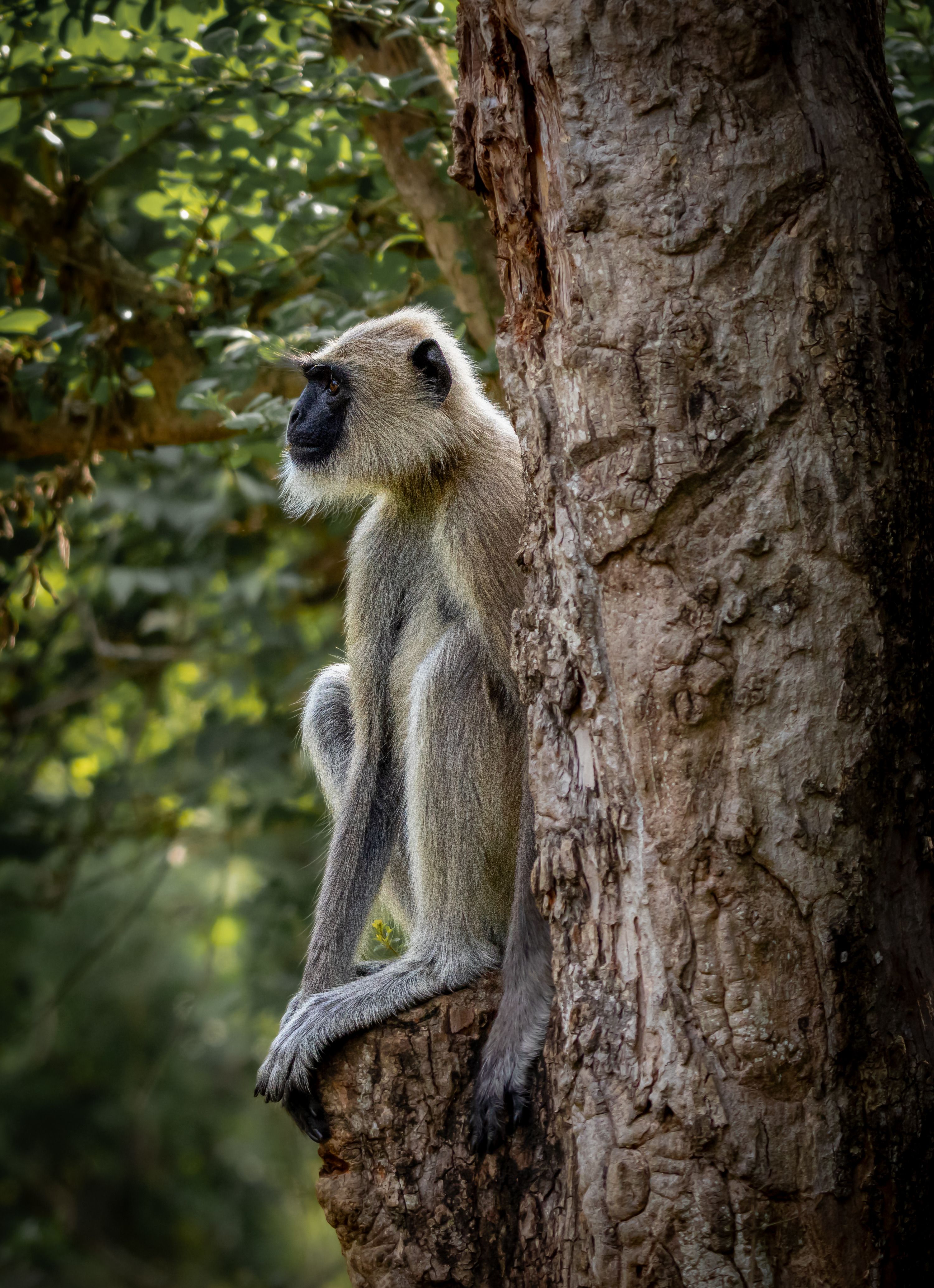 A Gray Langur Monkey in the Wild · Free Stock Photo