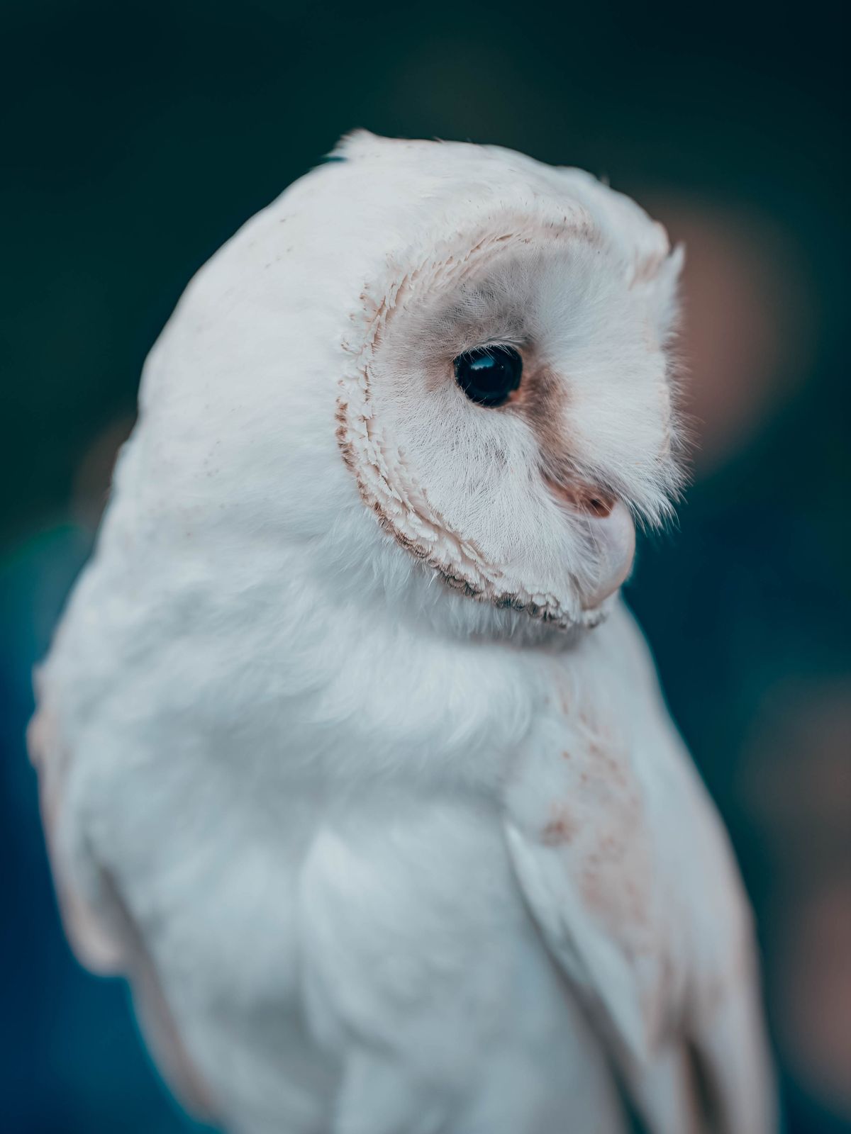 White Owl Photos, Download The BEST Free White Owl Stock Photos & HD Images