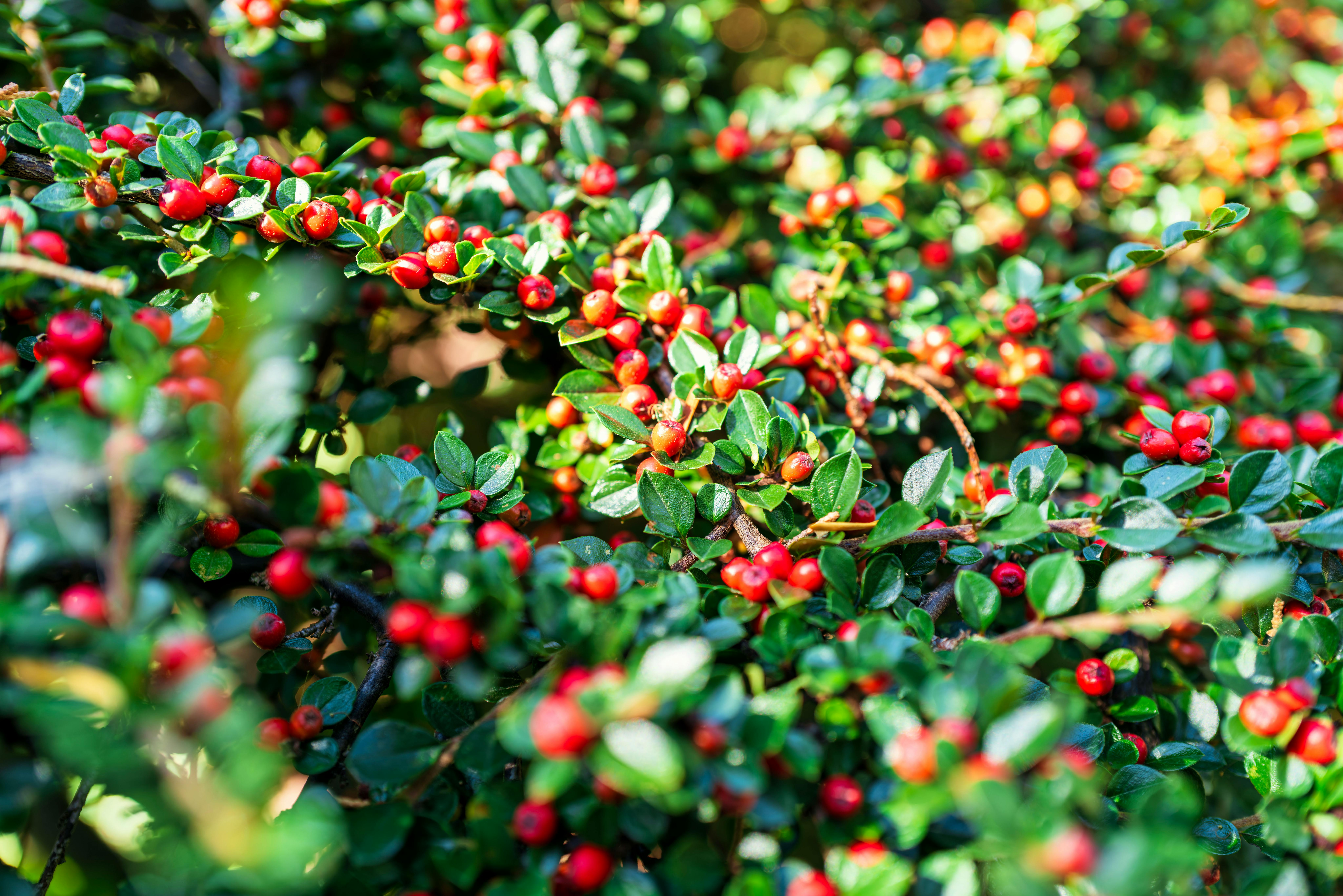 Red Hair Bush Photos, Download The BEST Free Red Hair Bush Stock Photos ...