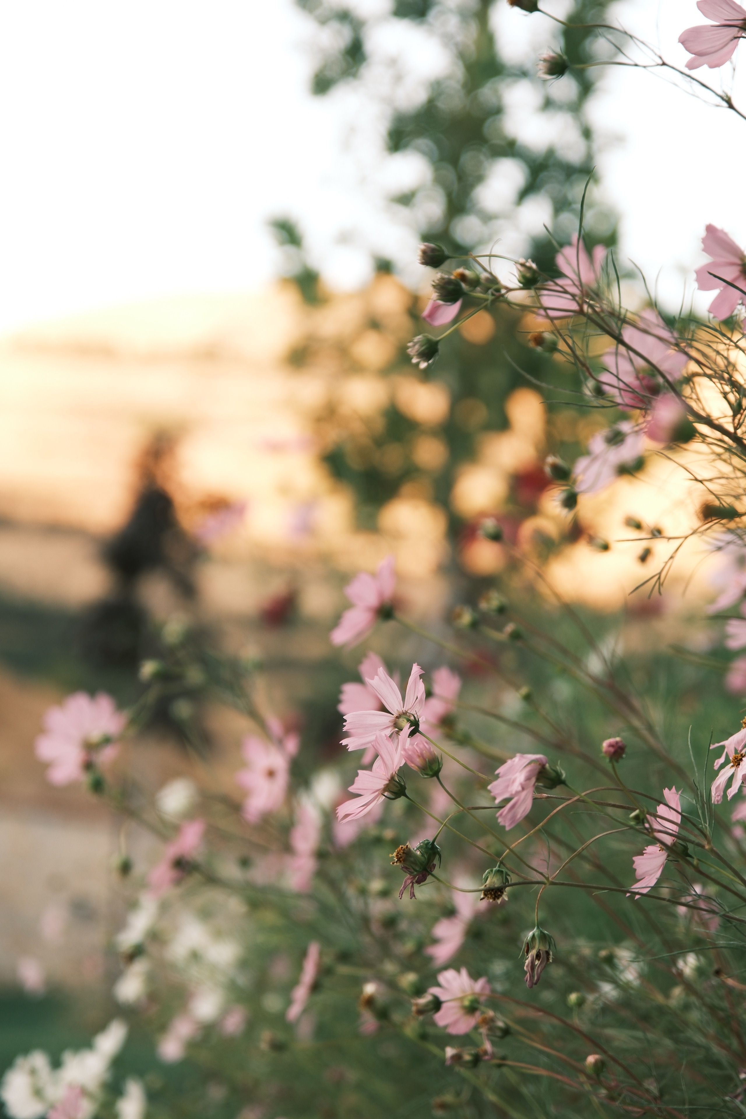 Soft Focus Floral Meadow at Sunset · Free Stock Photo