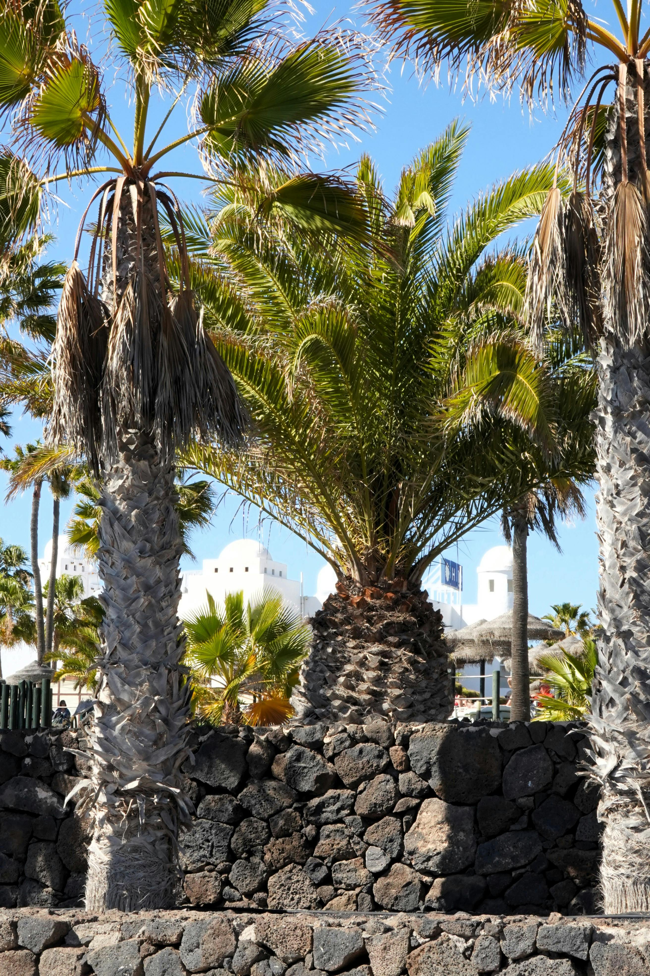 Family Tree Background Photos, Download The BEST Free Family Tree ...