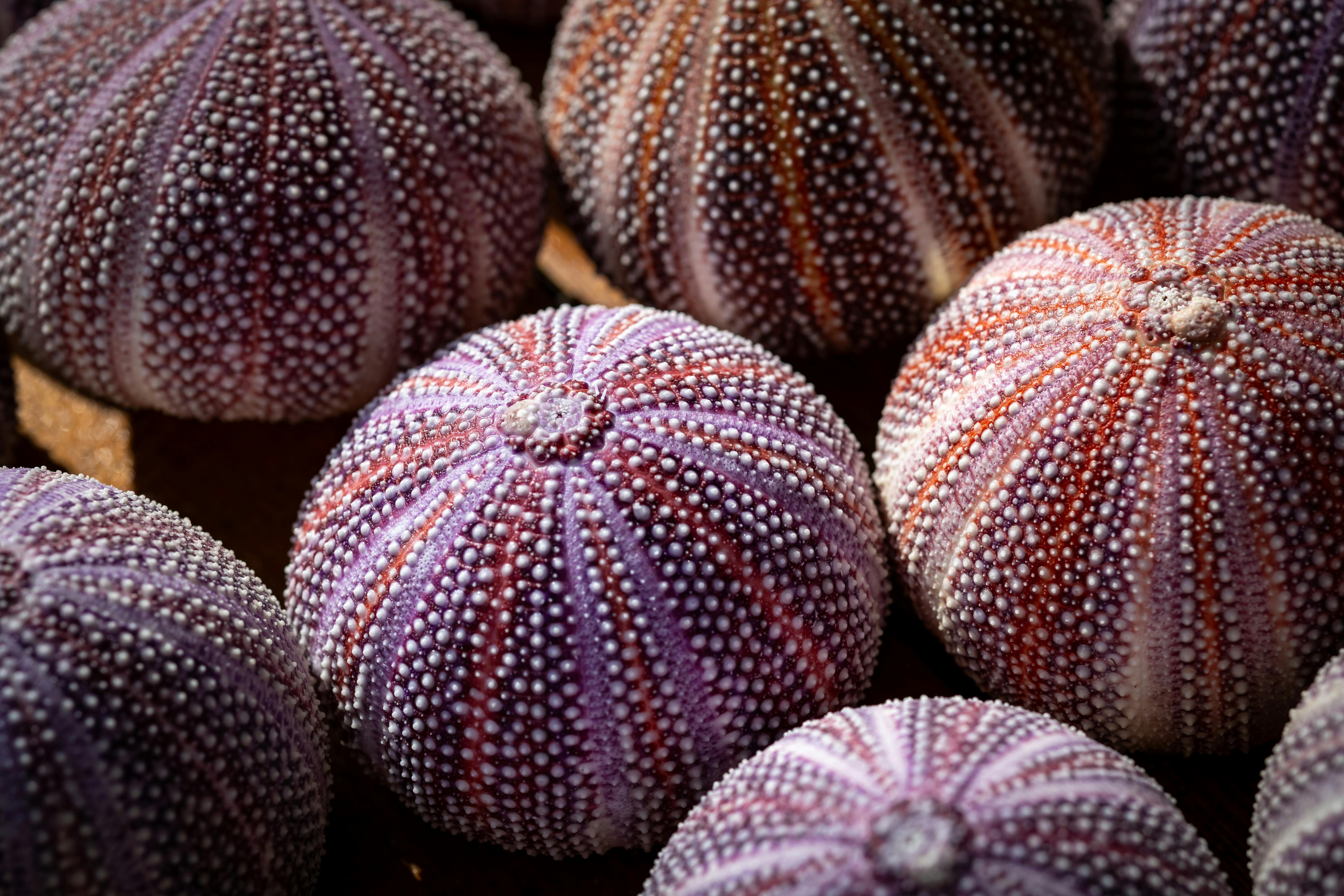 Sea Shell Photos, Download The BEST Free Sea Shell Stock Photos & HD Images