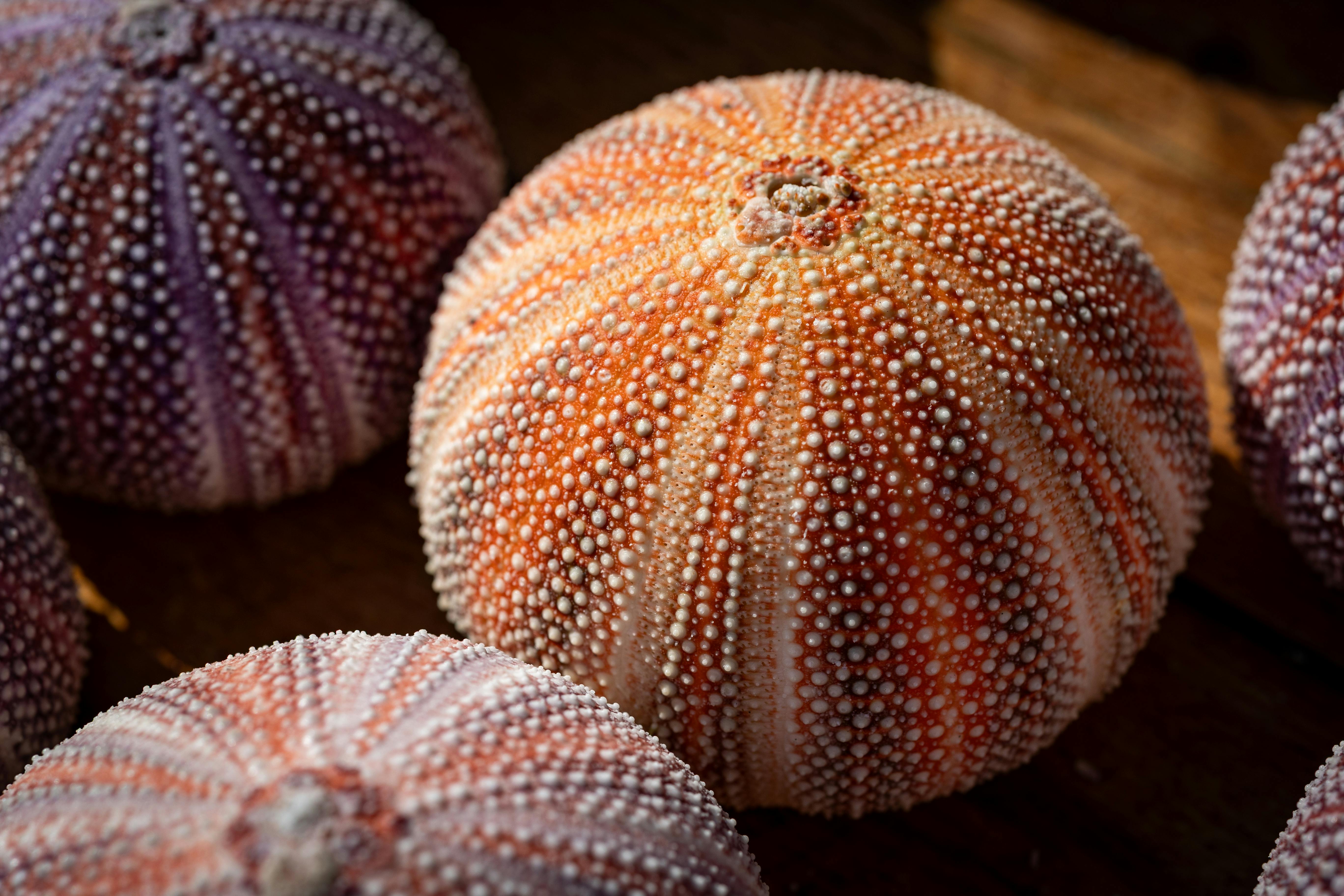 Shellfish Photos, Download The BEST Free Shellfish Stock Photos & HD Images