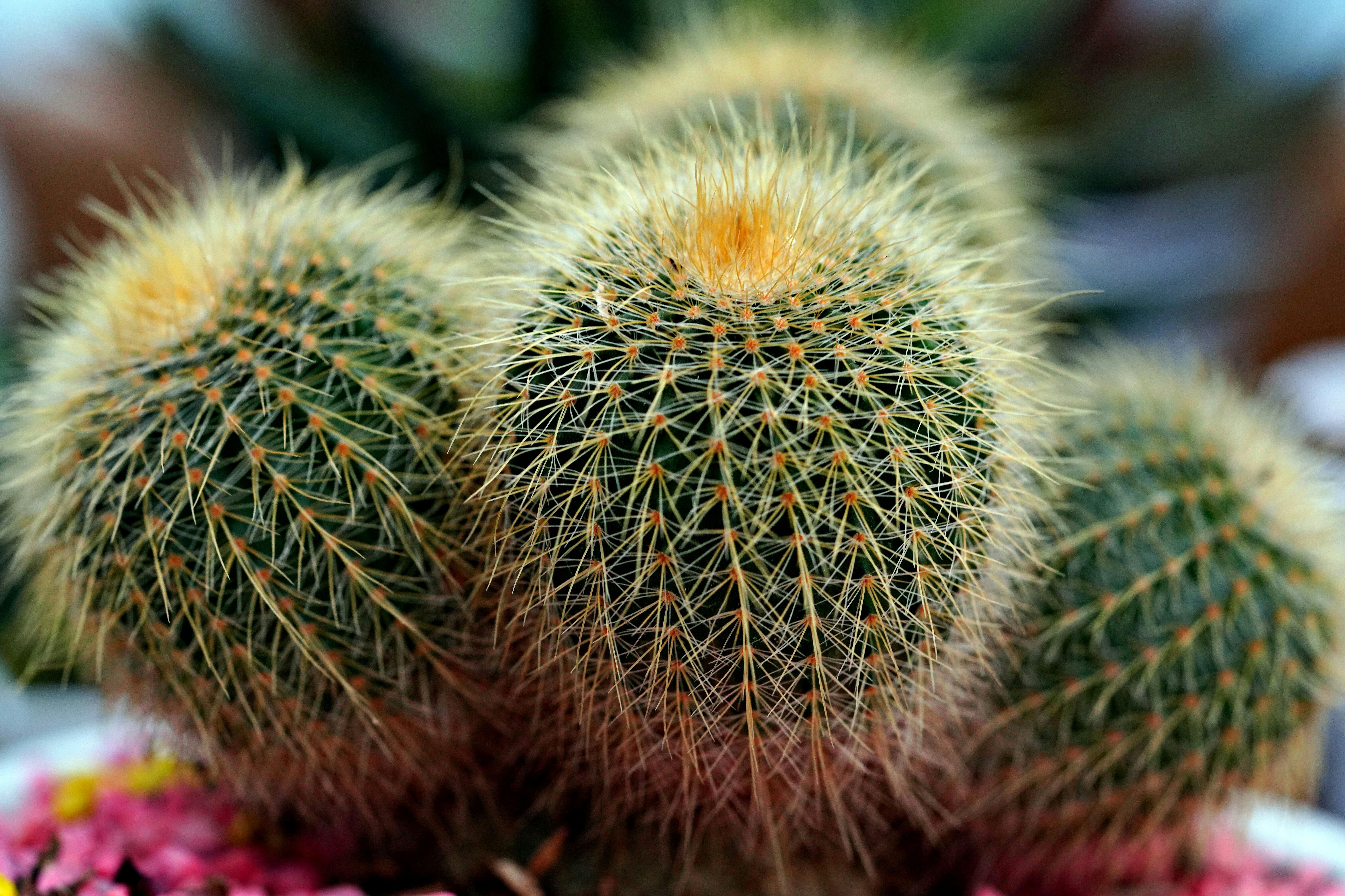 Close-up of Golden Barrel Cactus Trio · Free Stock Photo