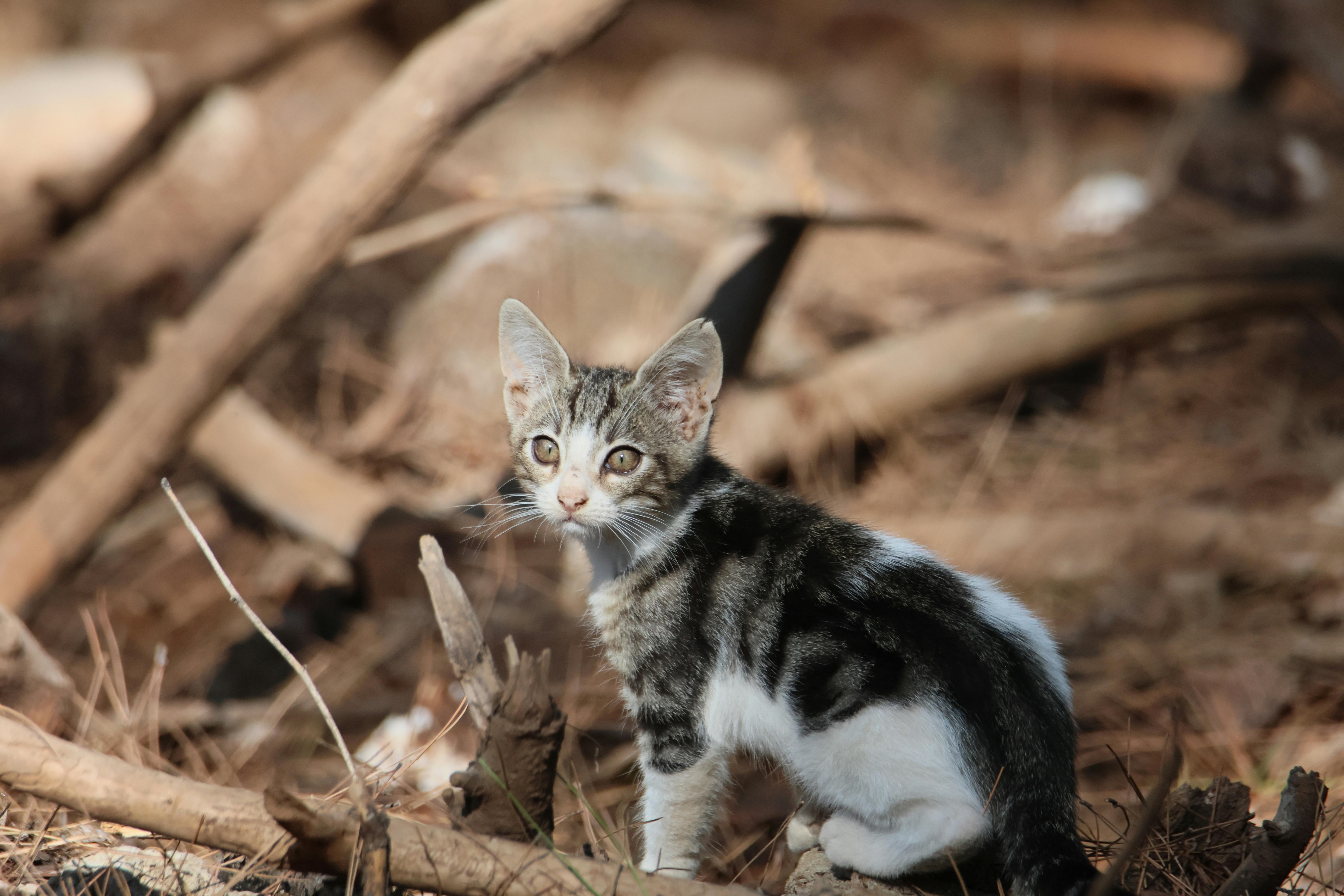 Crazy Cat Photos, Download The BEST Free Crazy Cat Stock Photos & HD Images