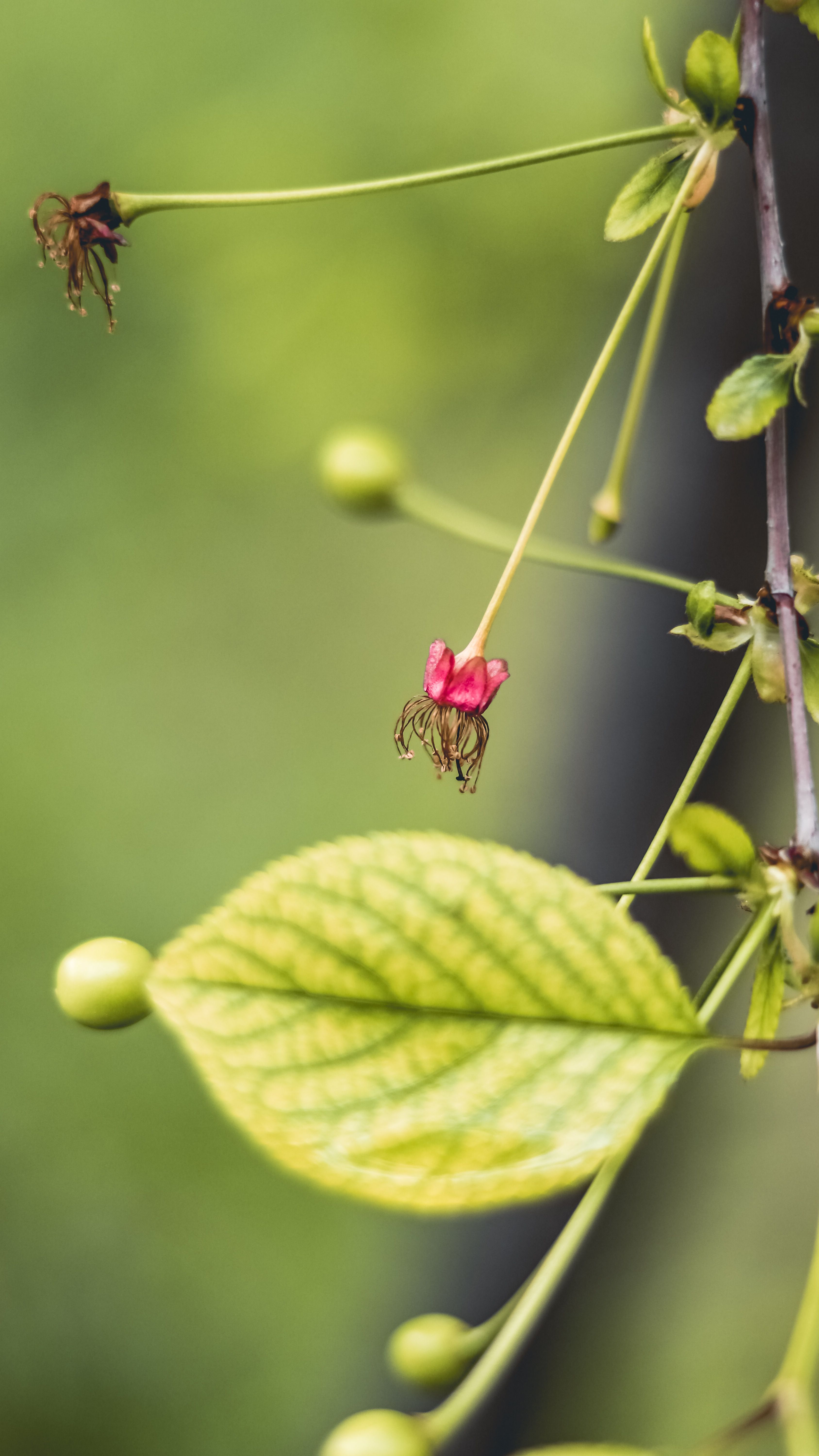 Close-up of Green Leaf and Red Flower Bud on Branch · Free Stock Photo