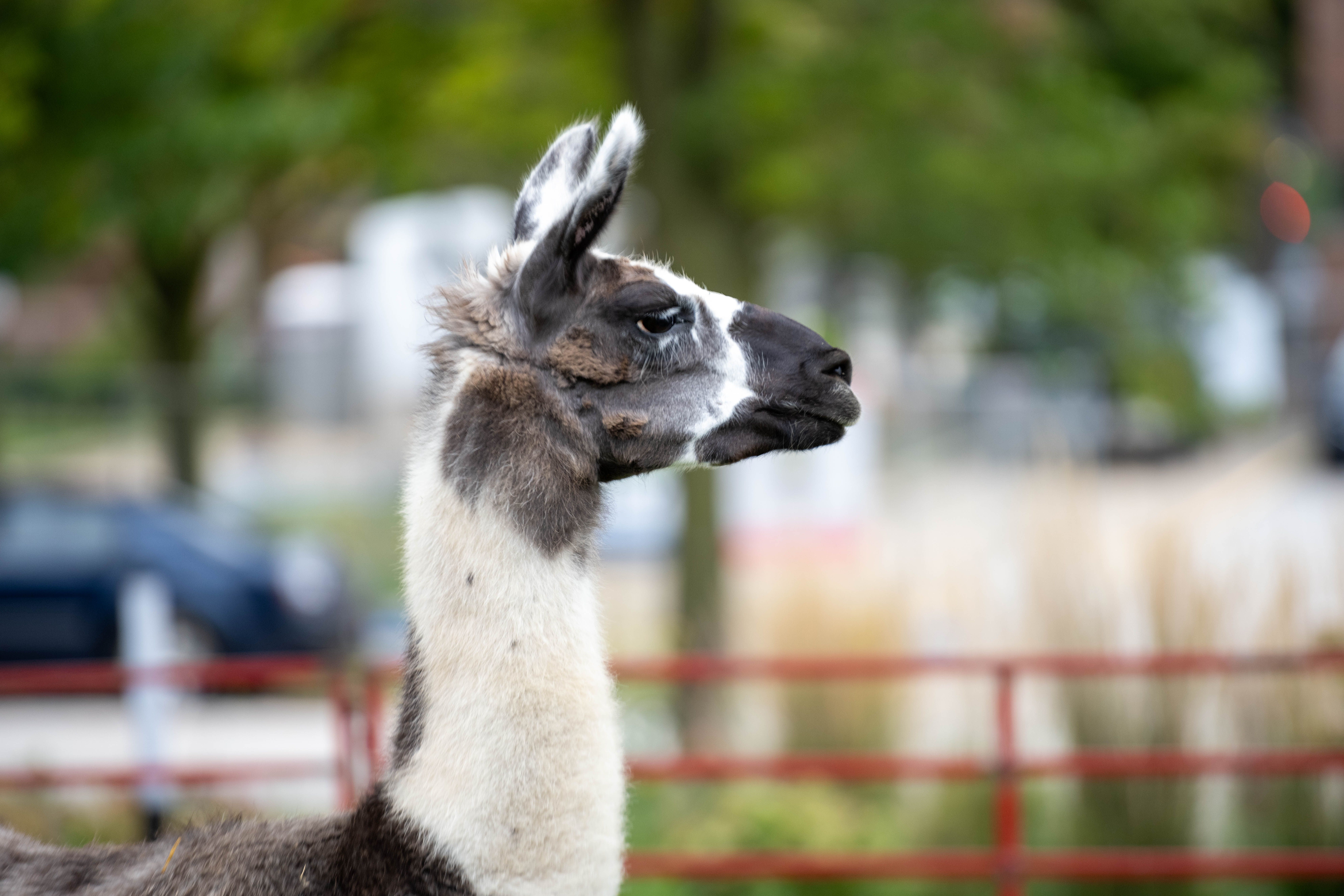 Llama Photos, Download The BEST Free Llama Stock Photos & HD Images