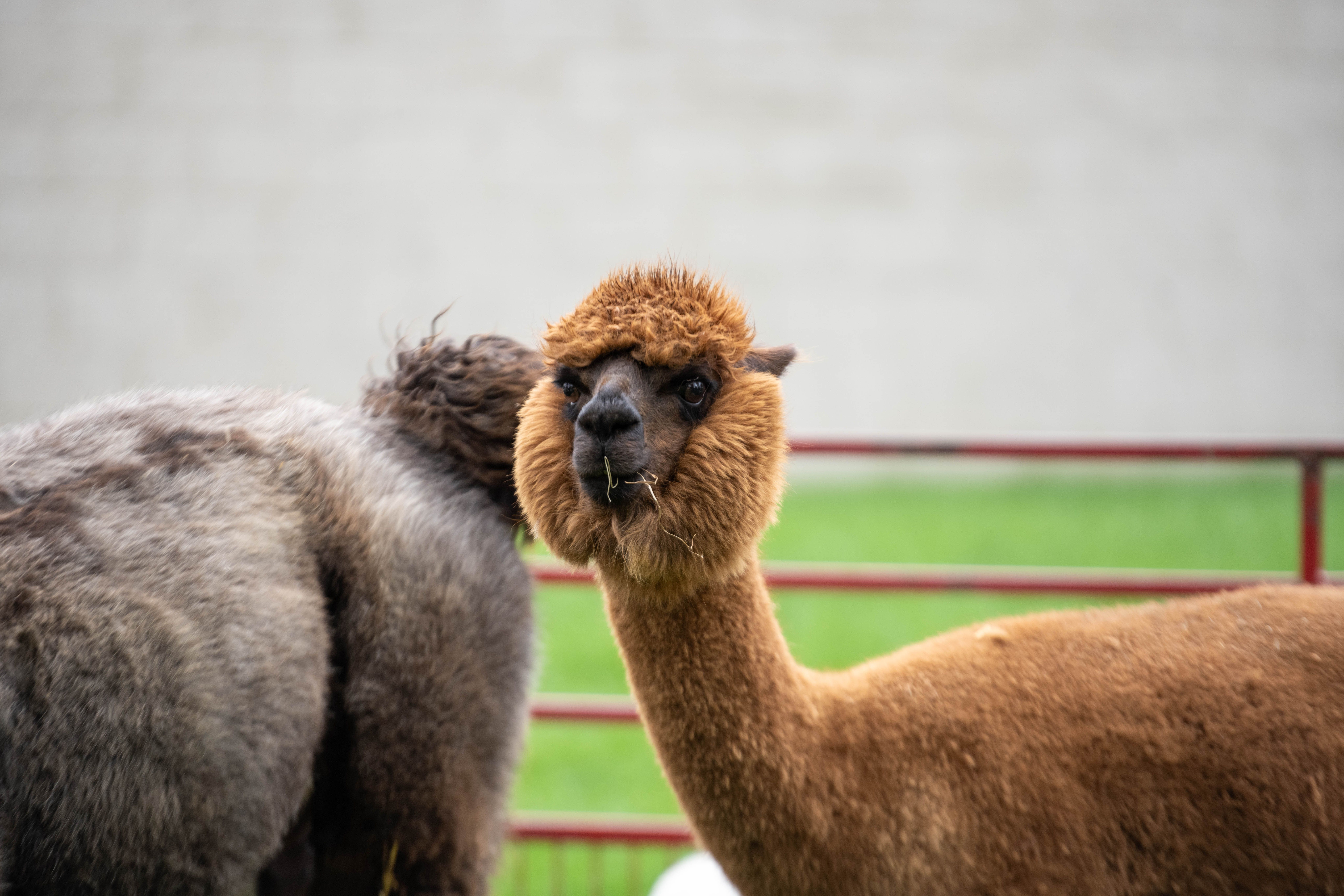 Close-up of Curious Alpaca in Milwaukee Zoo · Free Stock Photo