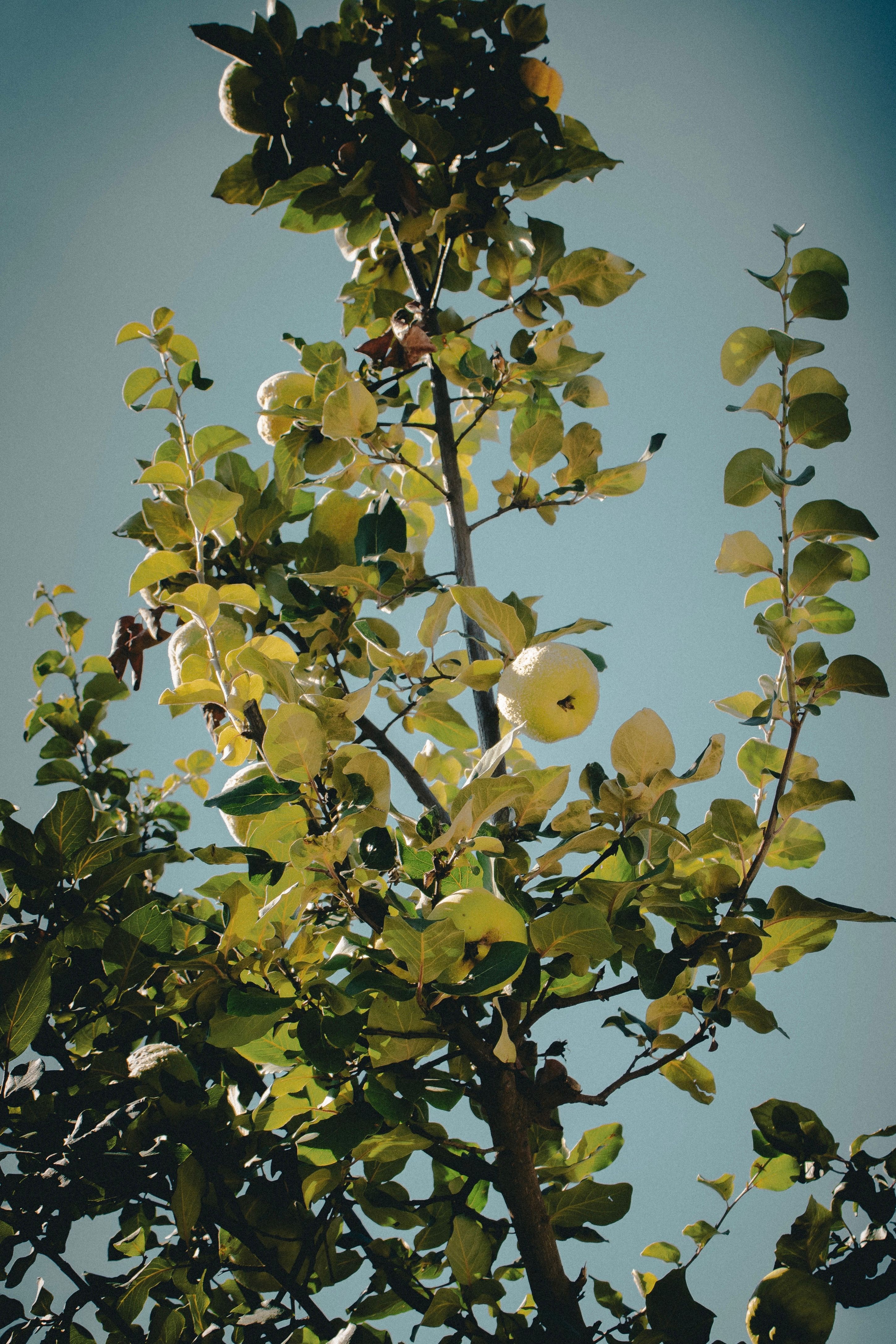 Tree Branches Photos, Download The BEST Free Tree Branches Stock Photos ...