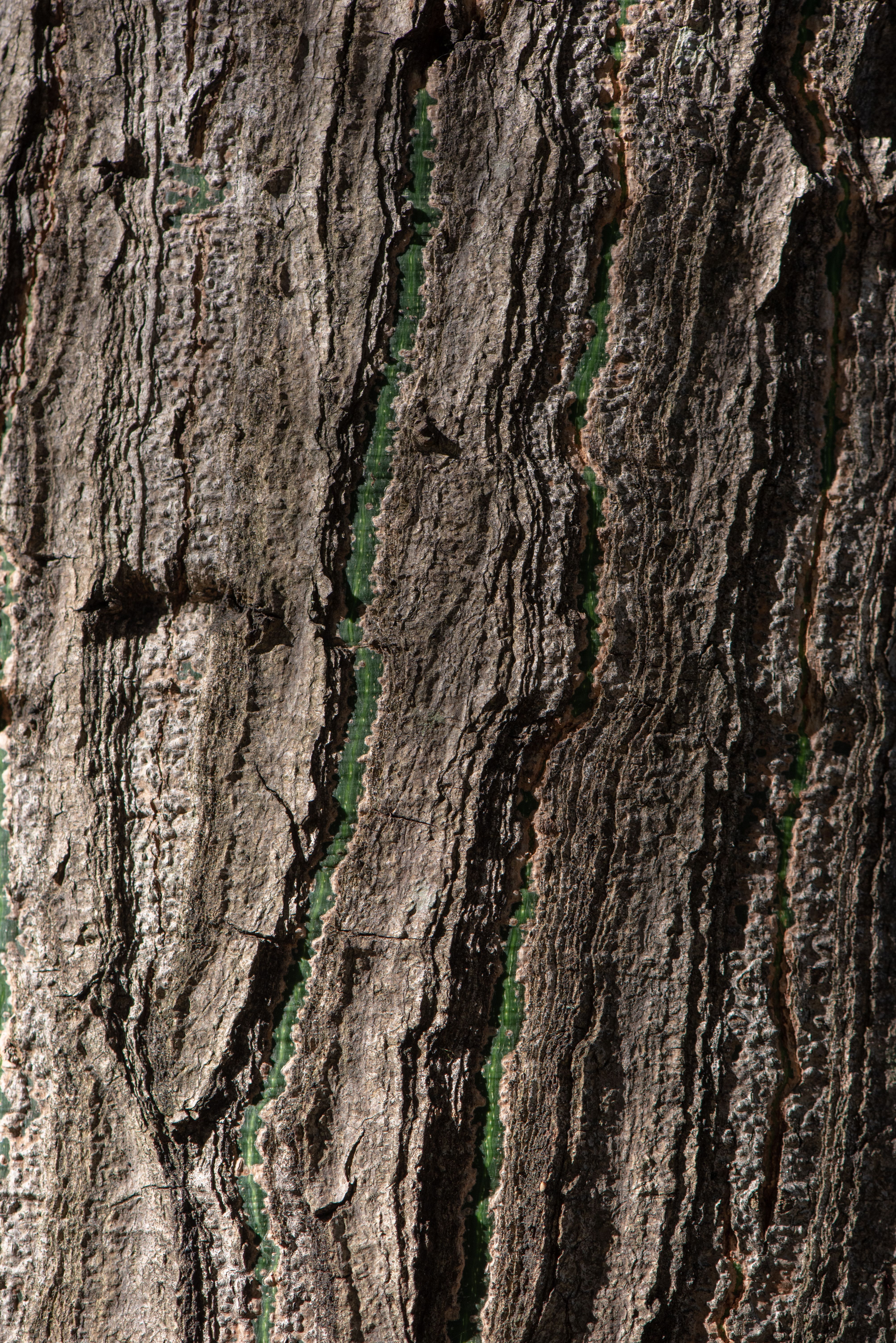 Detailed Tree Bark Texture from Brazilian Forest · Free Stock Photo