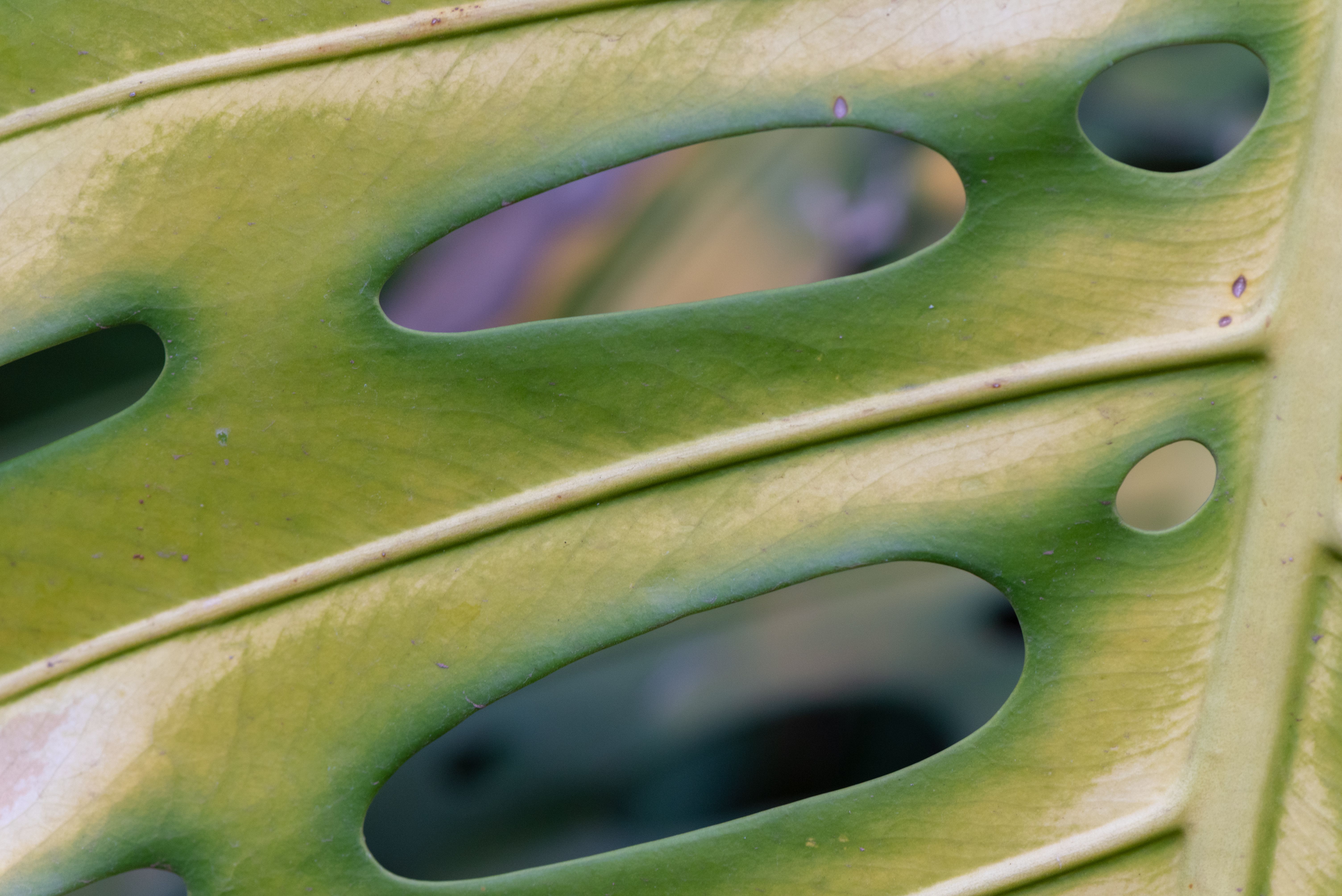 Close-up of Monstera Leaf with Natural Texture · Free Stock Photo