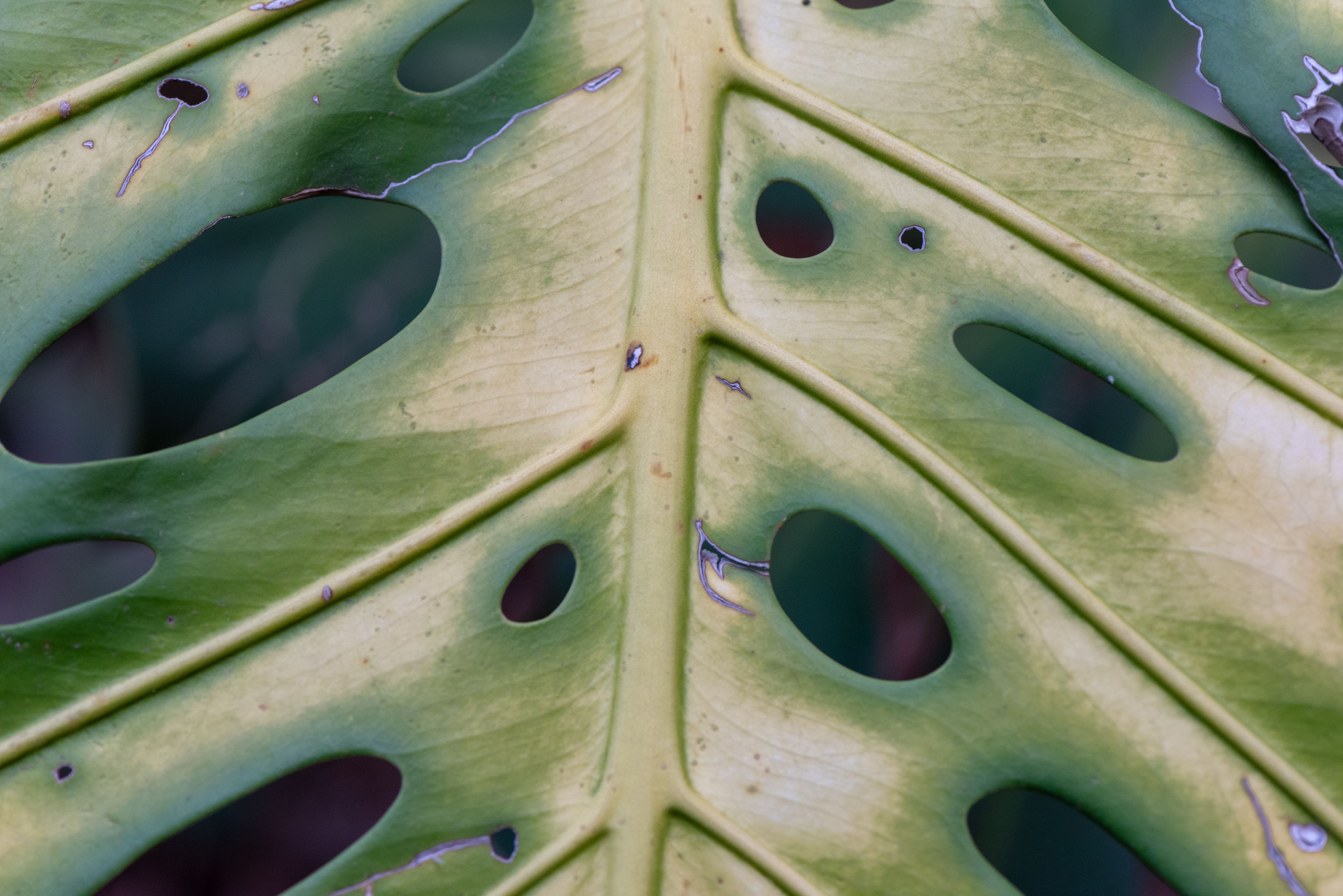 Close-Up of Lotus Seed Pod with Green Background · Free Stock Photo