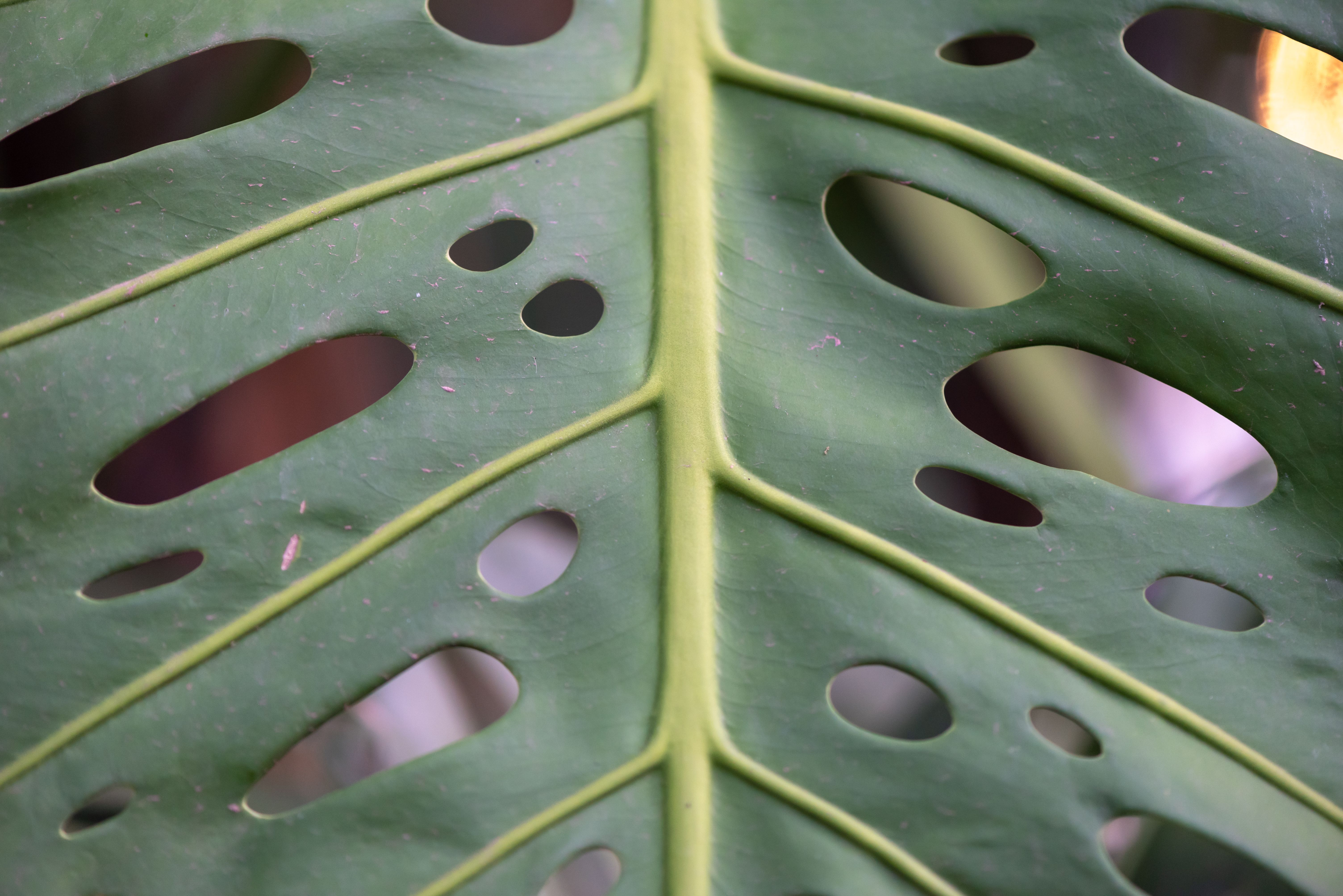 Plantas Photos, Download The BEST Free Plantas Stock Photos & HD Images