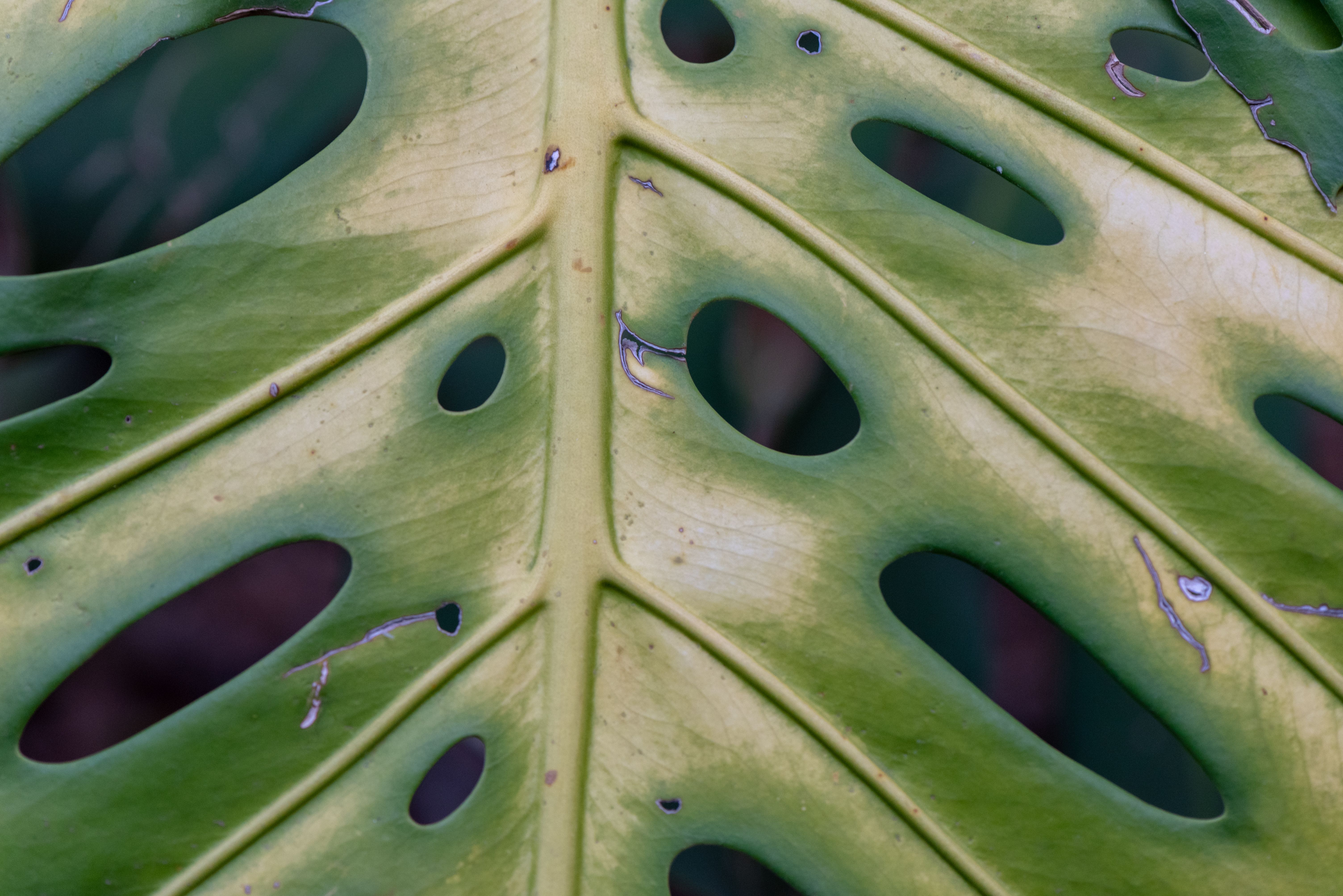 Close-up of Monstera Leaf with Natural Texture · Free Stock Photo