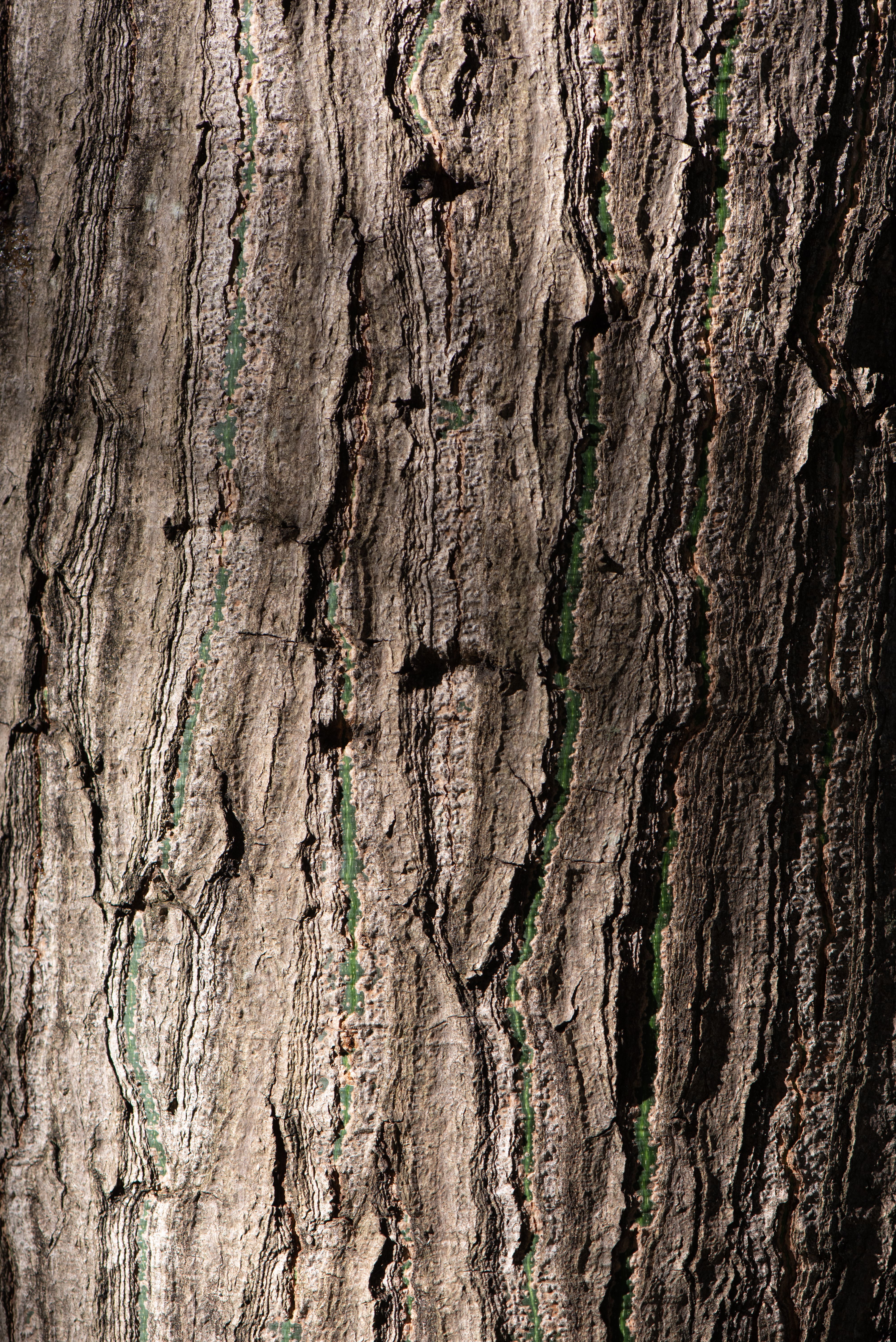 Textured Tree Bark Close-Up in Minas Gerais · Free Stock Photo
