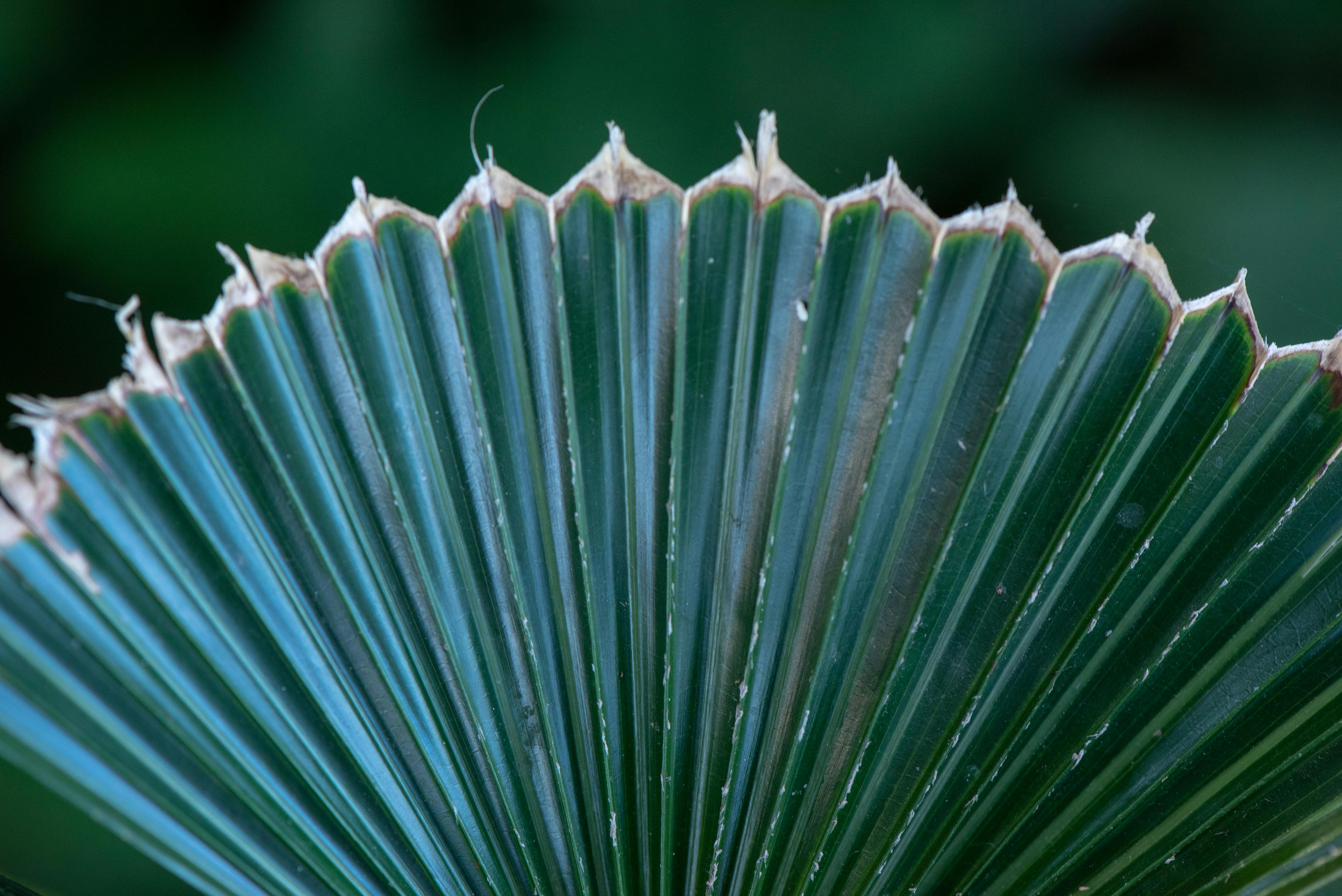 84.222+ Fotos y Imágenes de Selva seca Gratis · Banco de Fotos Gratis