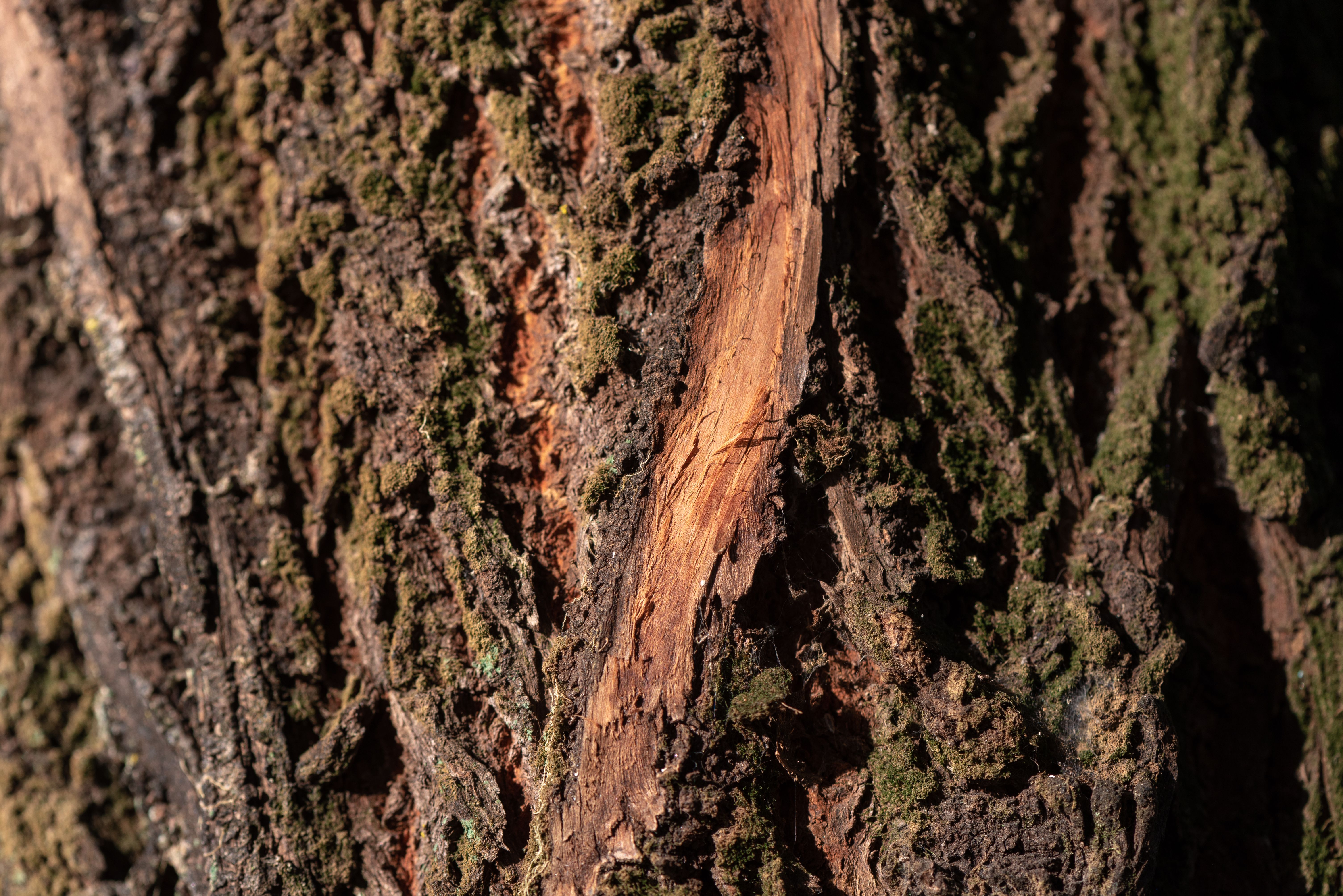 Close-up of Textured Tree Bark in Brazil · Free Stock Photo