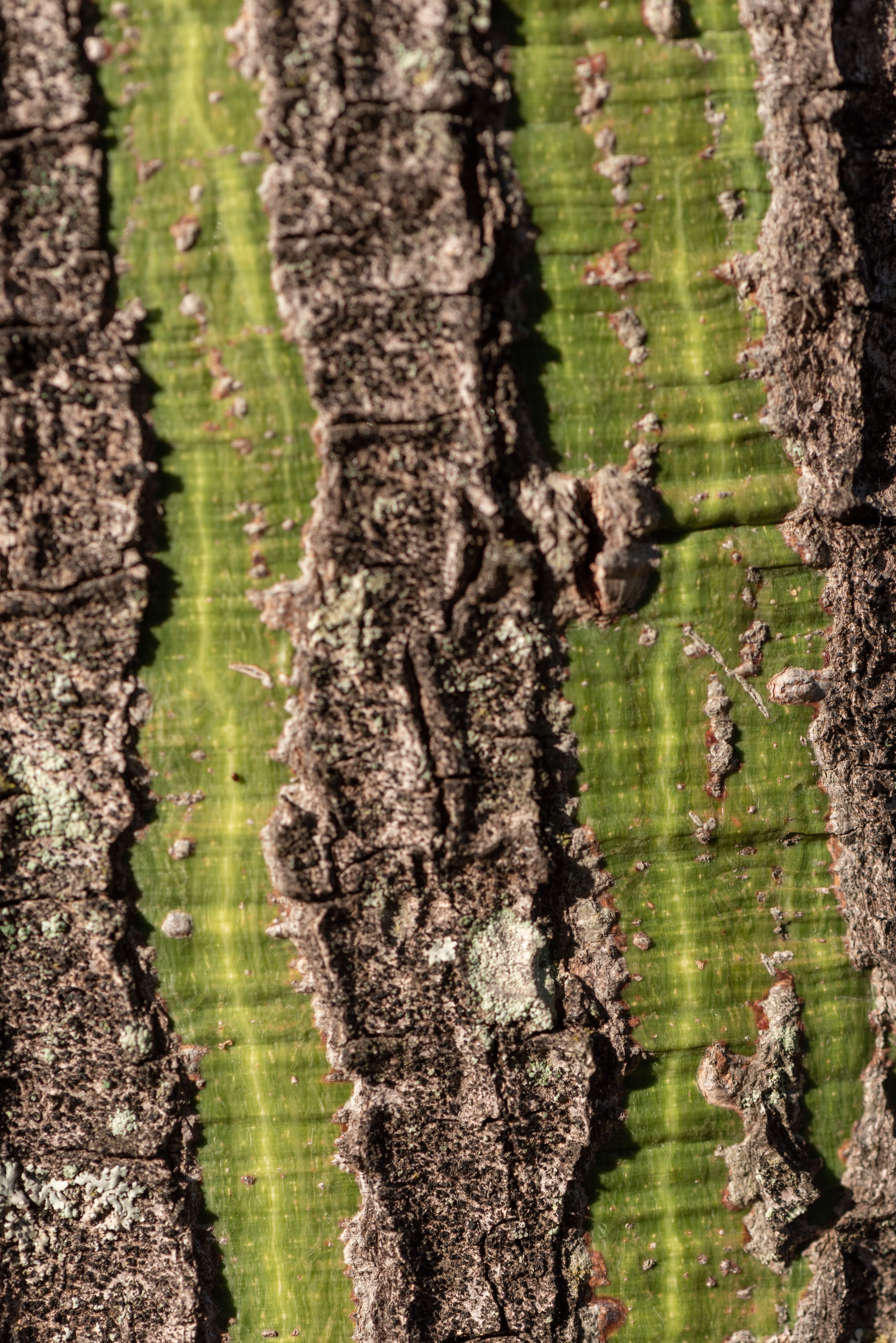 Close-up of Tree Bark Texture in Brazil · Free Stock Photo