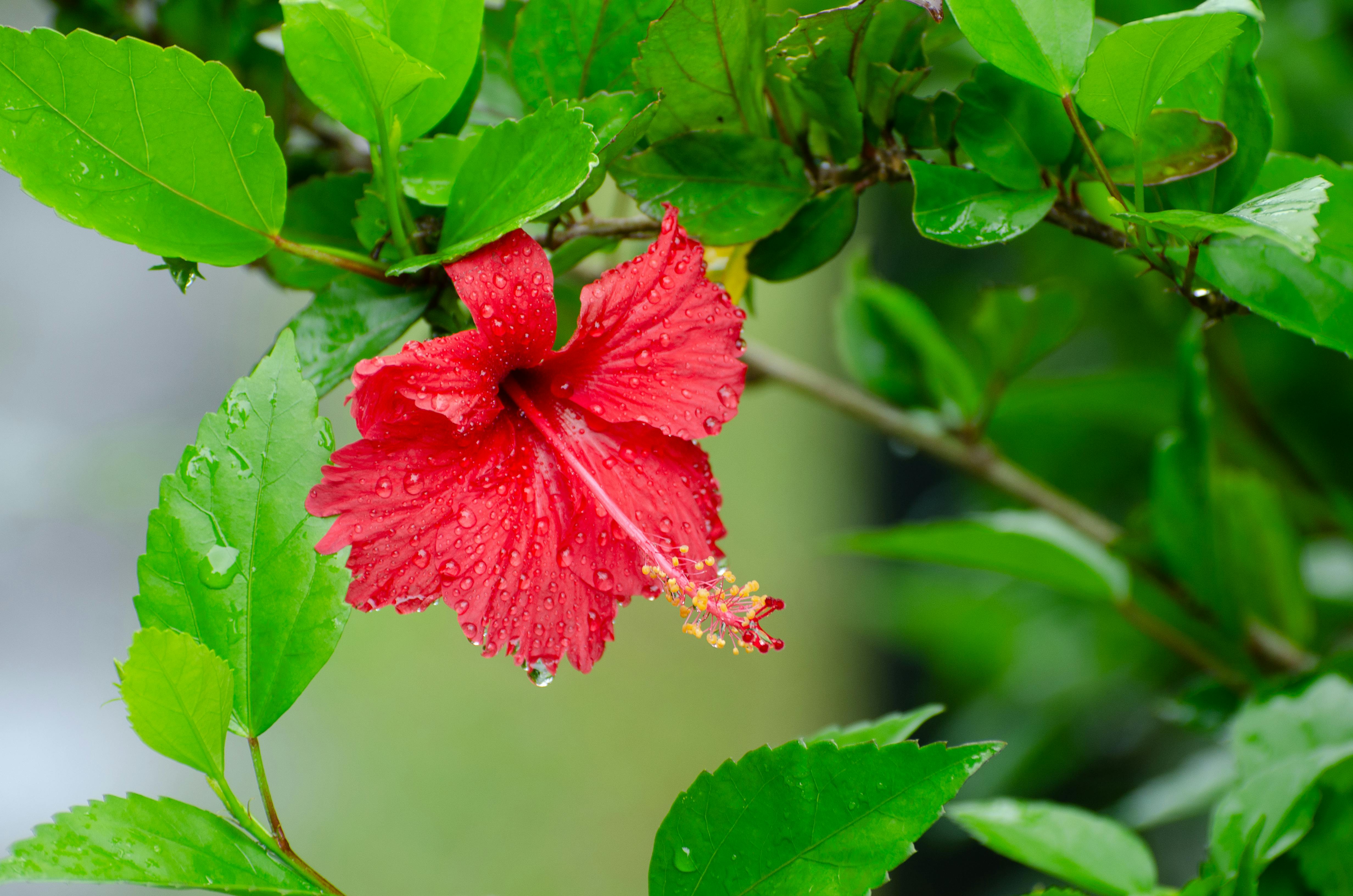 Kamal+Flower+Pics Photos, Download The BEST Free Kamal+Flower+Pics ...