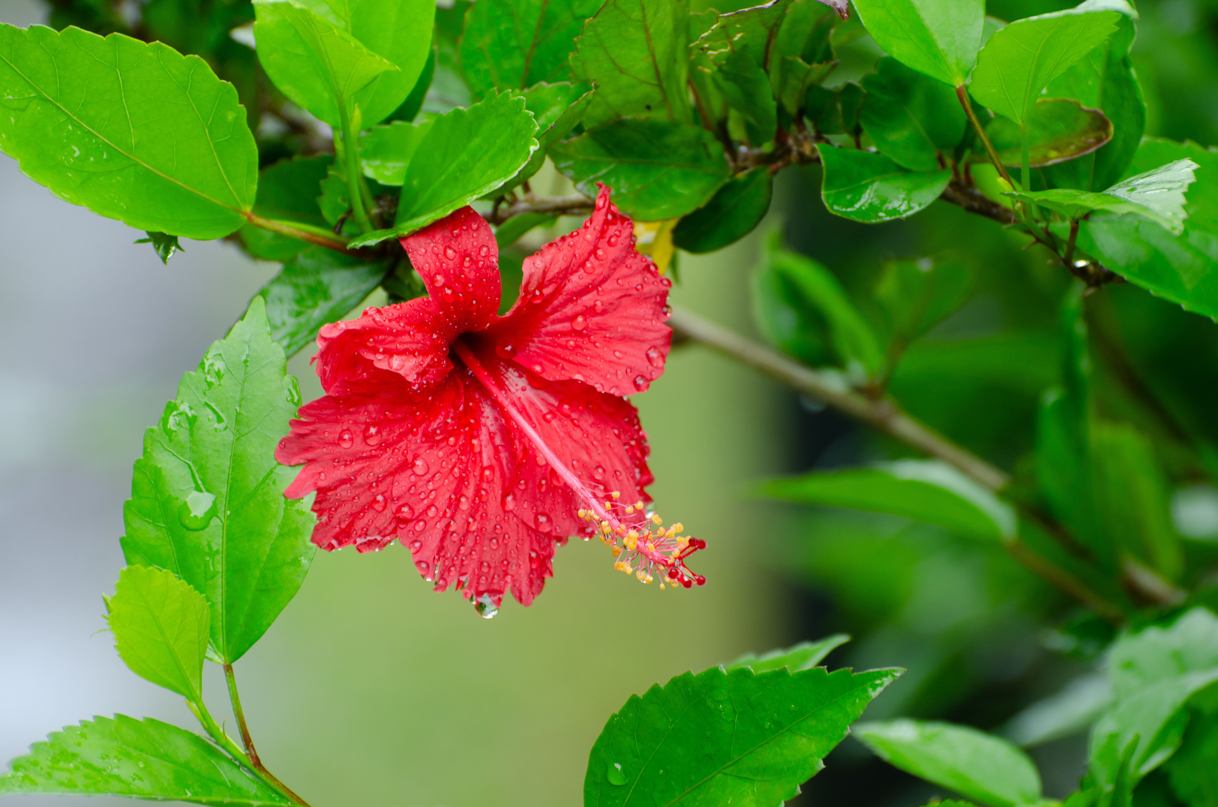 Dro By Drop Photos, Download The BEST Free Dro By Drop Stock Photos ...