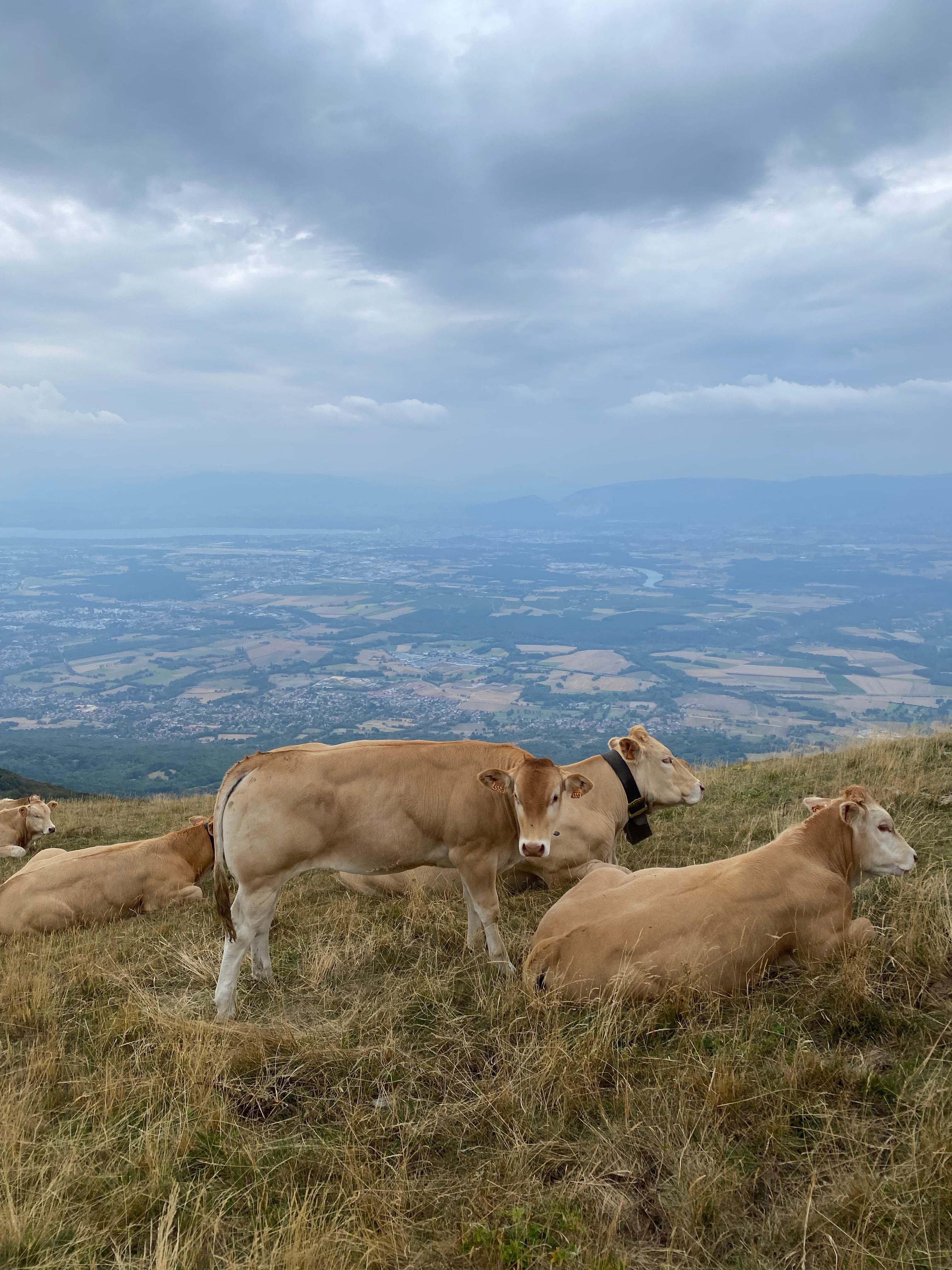 Anime Cows Photos, Download The BEST Free Anime Cows Stock Photos & HD ...