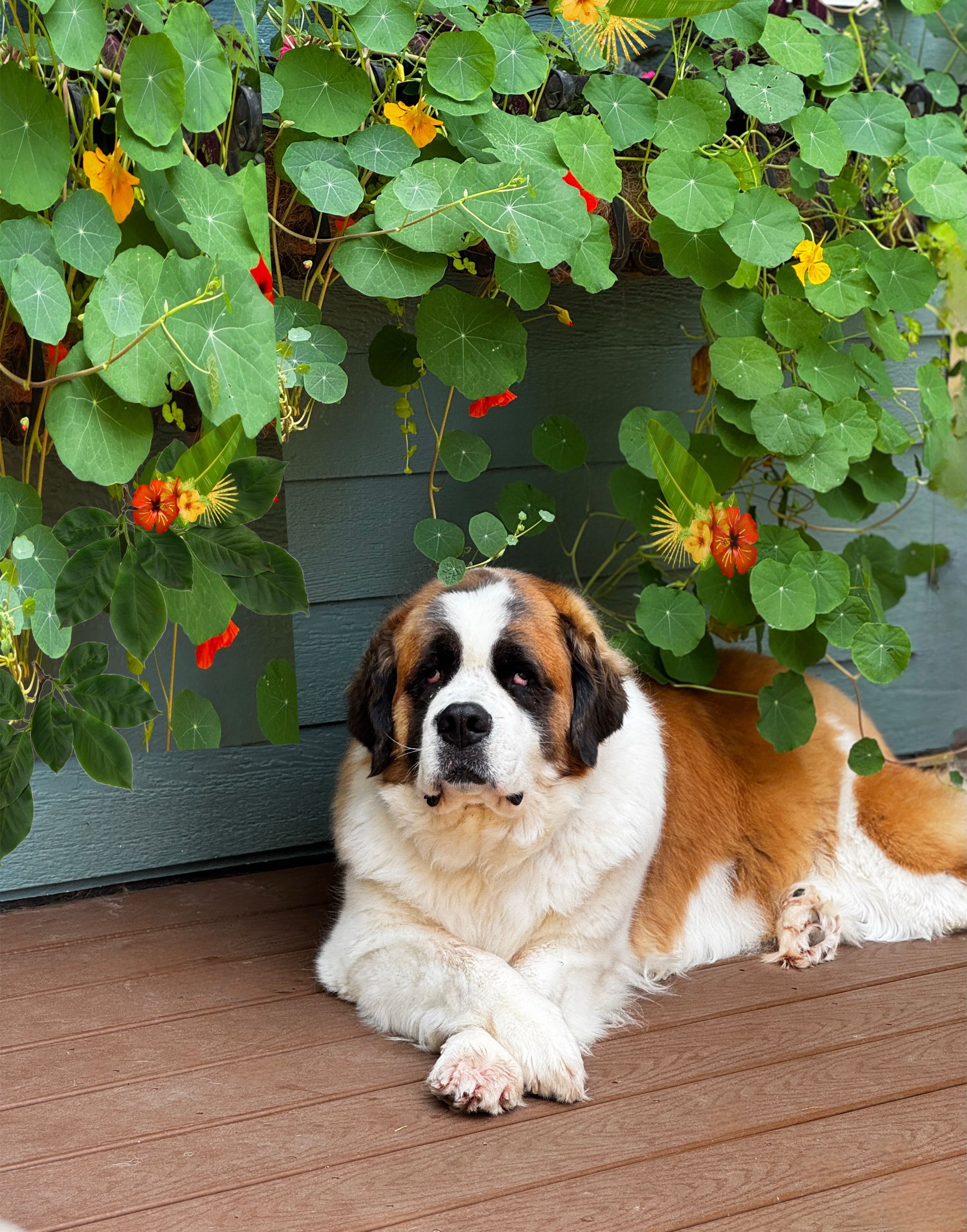 Dog Resting Among Succulent Plants Outdoors · Free Stock Photo