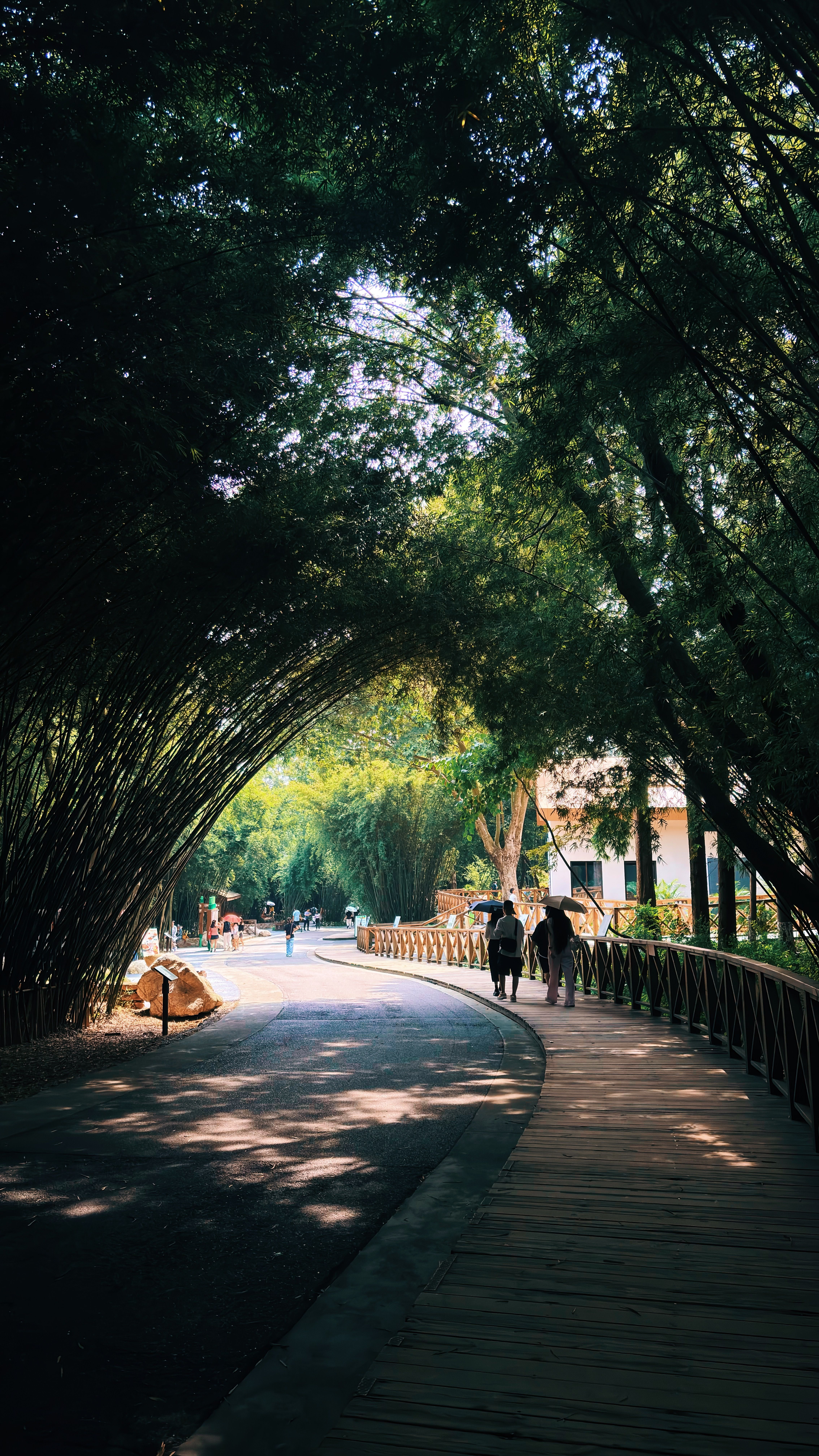 Bamboo Forest Pathway in Chengdu, Sichuan · Free Stock Photo