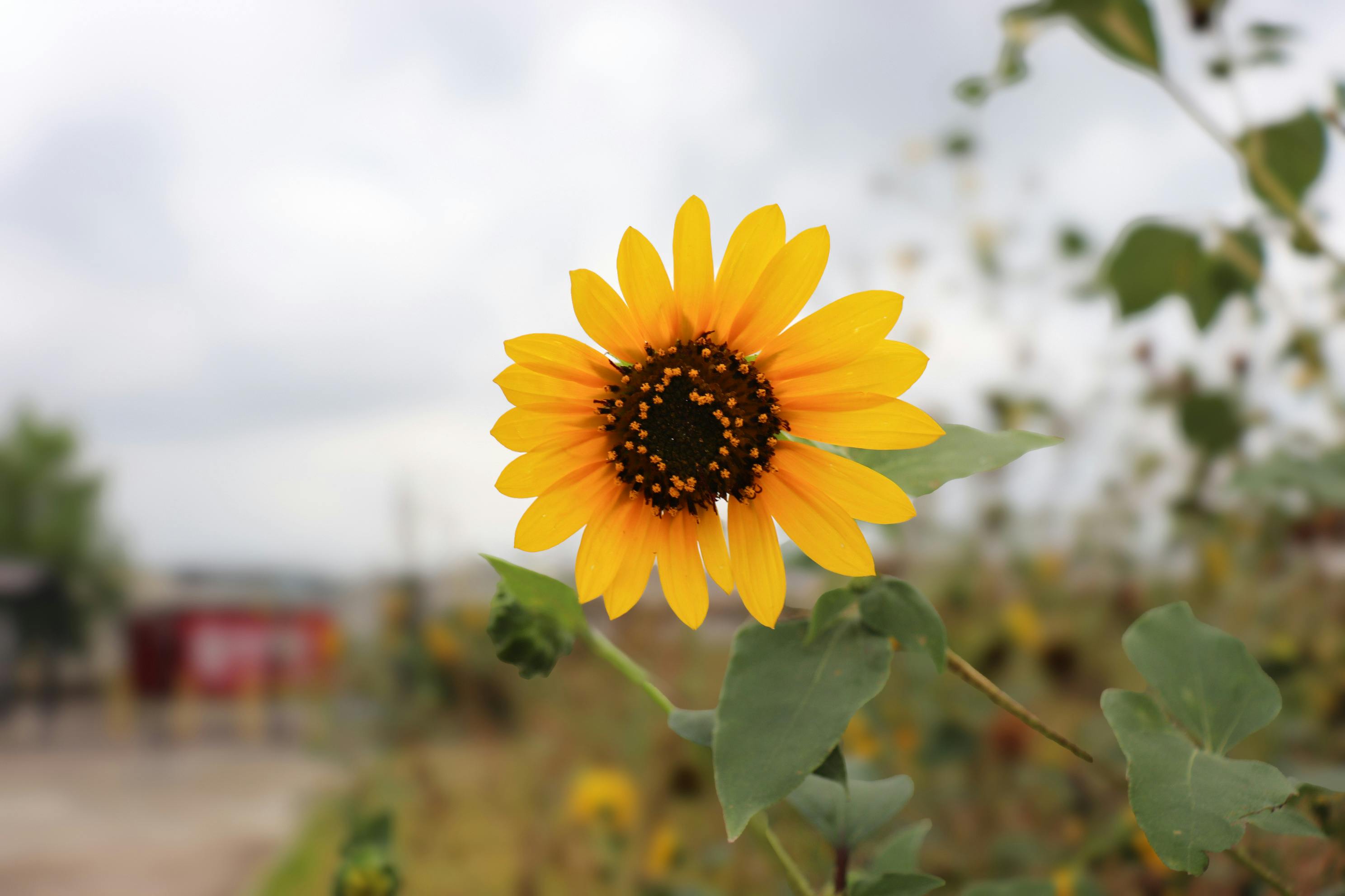 Induction Background Photos, Download The BEST Free Induction ...